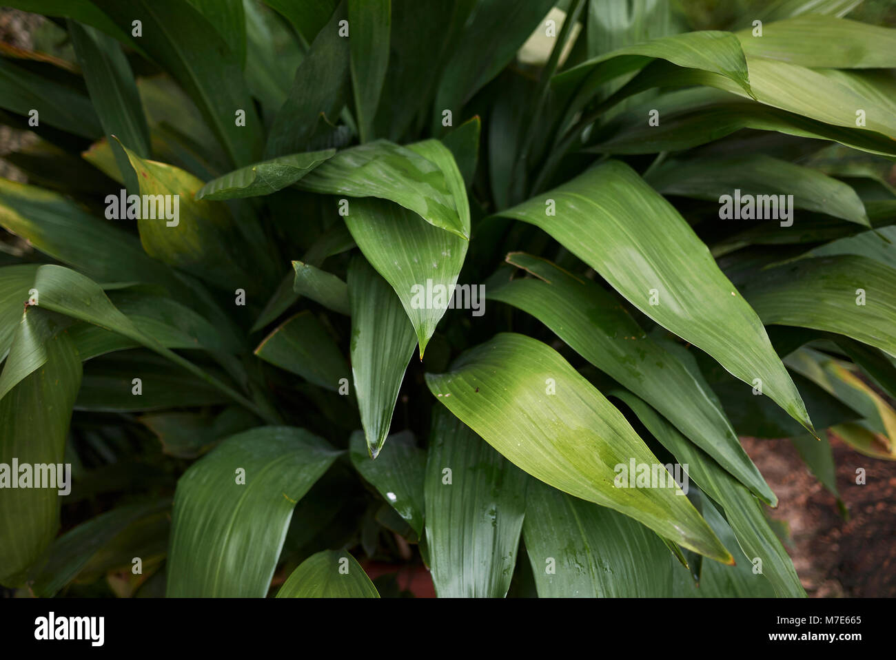Aspidistra Leaves High Resolution Stock Photography and Images - Alamy