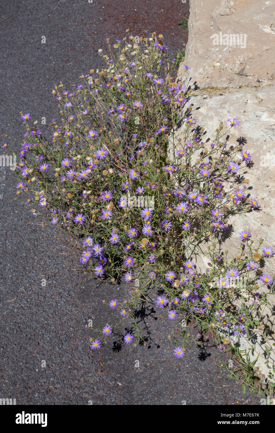 Tansy aster hi-res stock photography and images - Alamy