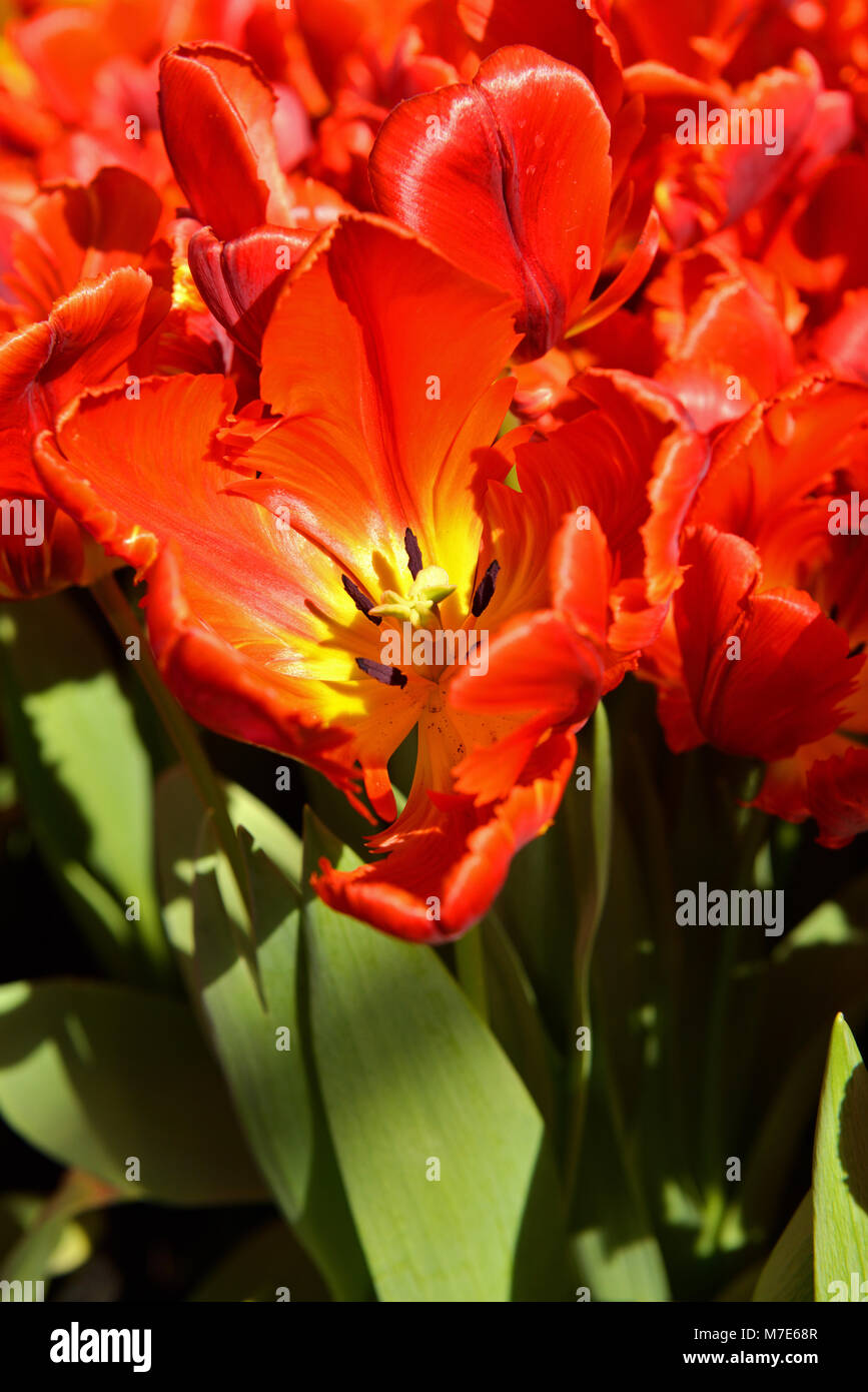 Parrot Tulip Rococo High Resolution Stock Photography and Images - Alamy