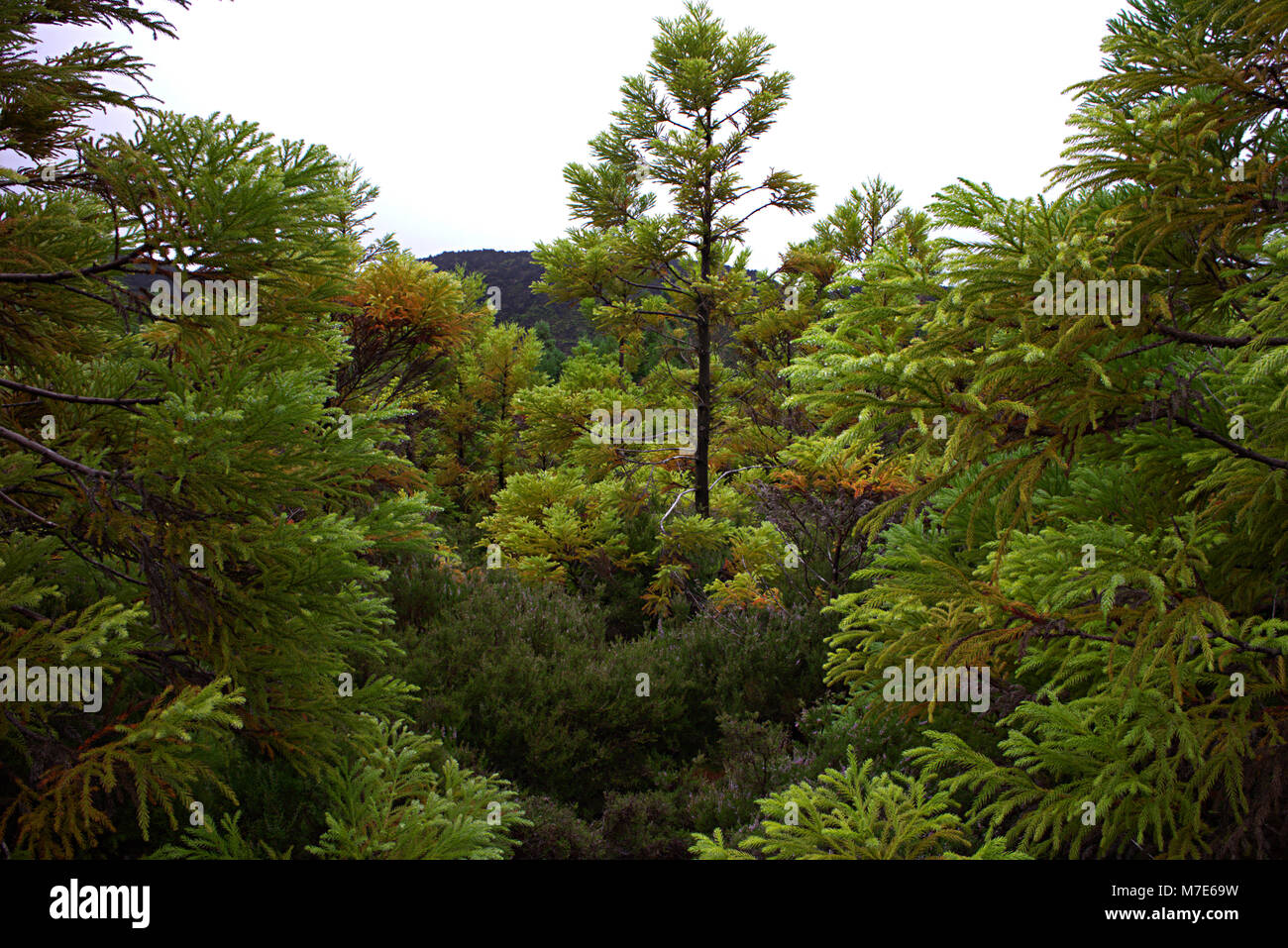 Forest near the gruta do natal and lagoa do negro, in Terceira island ...
