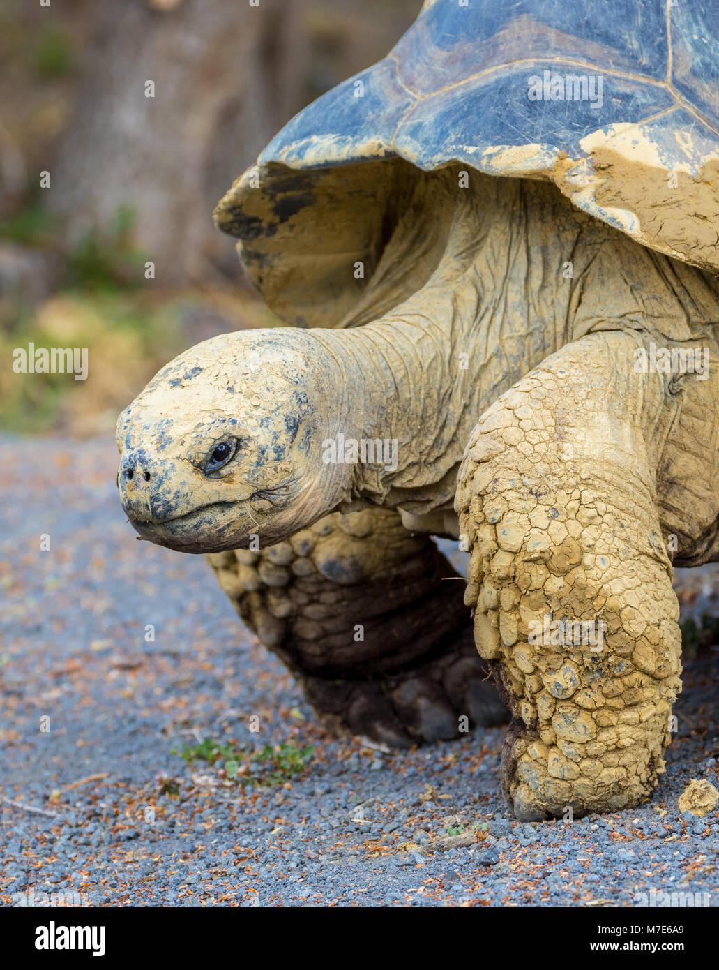 Galapagos tortoise going for a slow walk back form the mud hole Stock ...