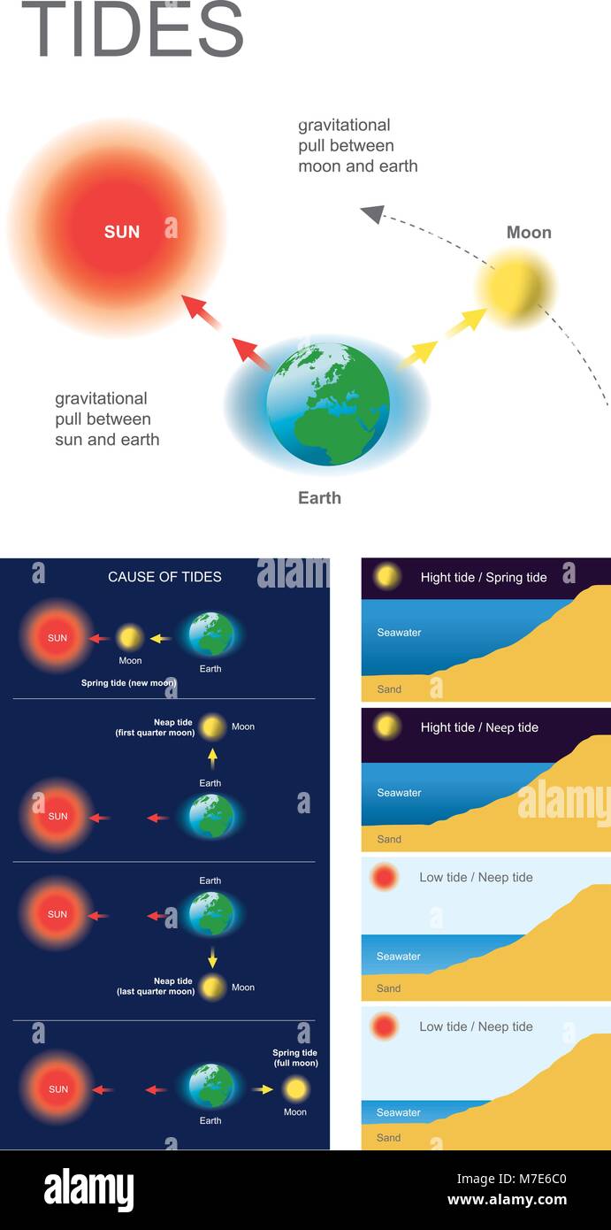 Tides are the rise and fall of sea levels caused by the combined ...