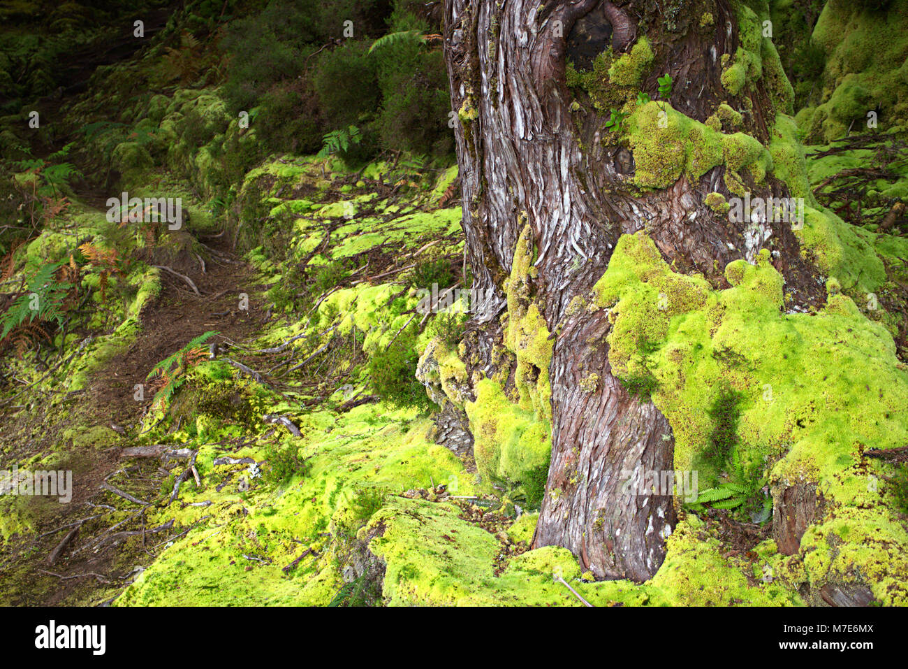 Forest near the gruta do natal and lagoa do negro, in Terceira island ...