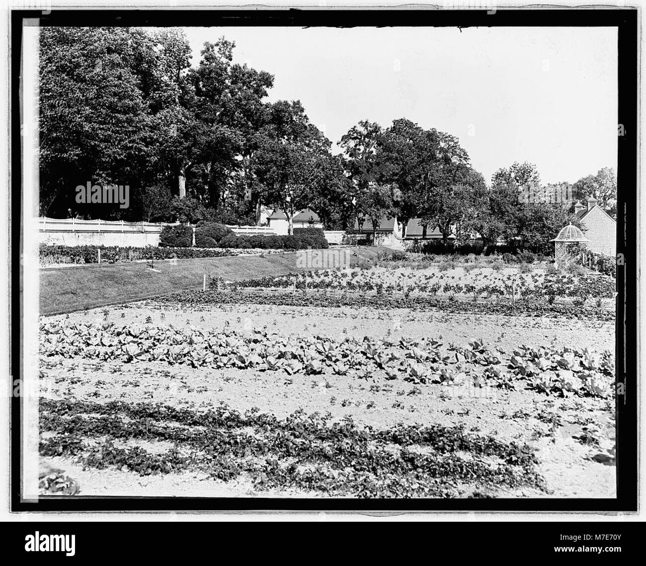 Photograph of the garden at Mt. Vernon, Virginia, highlighting the ...