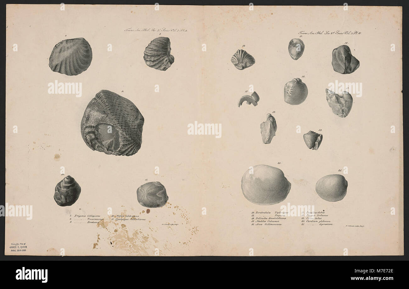 A lithograph by P.S. Duval from Philadelphia, depicting Trigonia ...