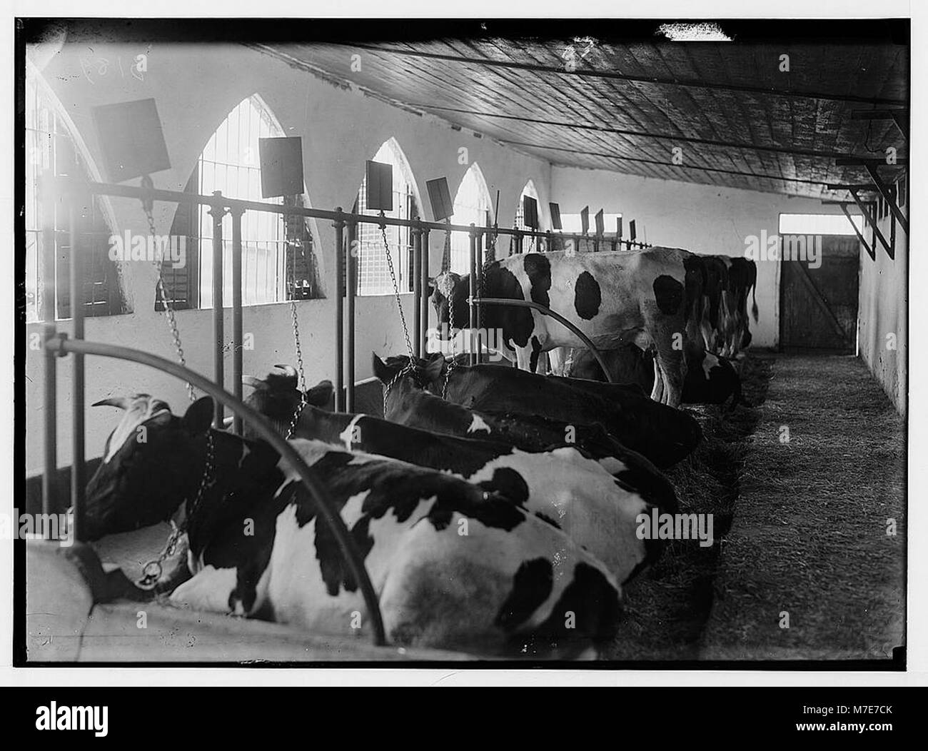 Girls at Nahalal Agricultural Training School, working in the cow-shed ...