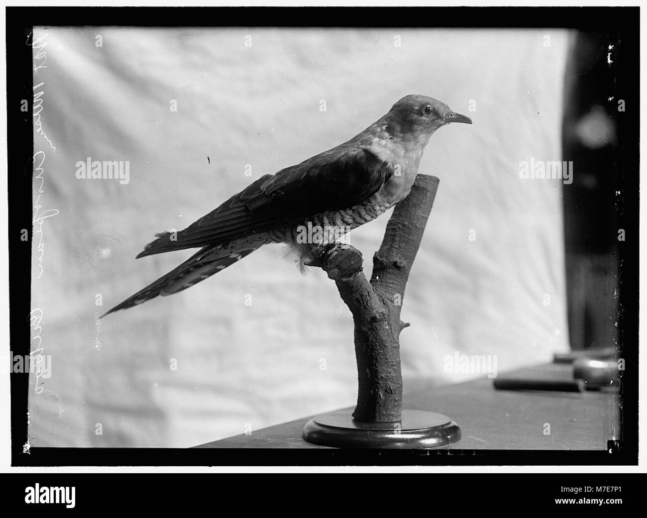 A specimen of a European Cuckoo displayed in the National Museum ...