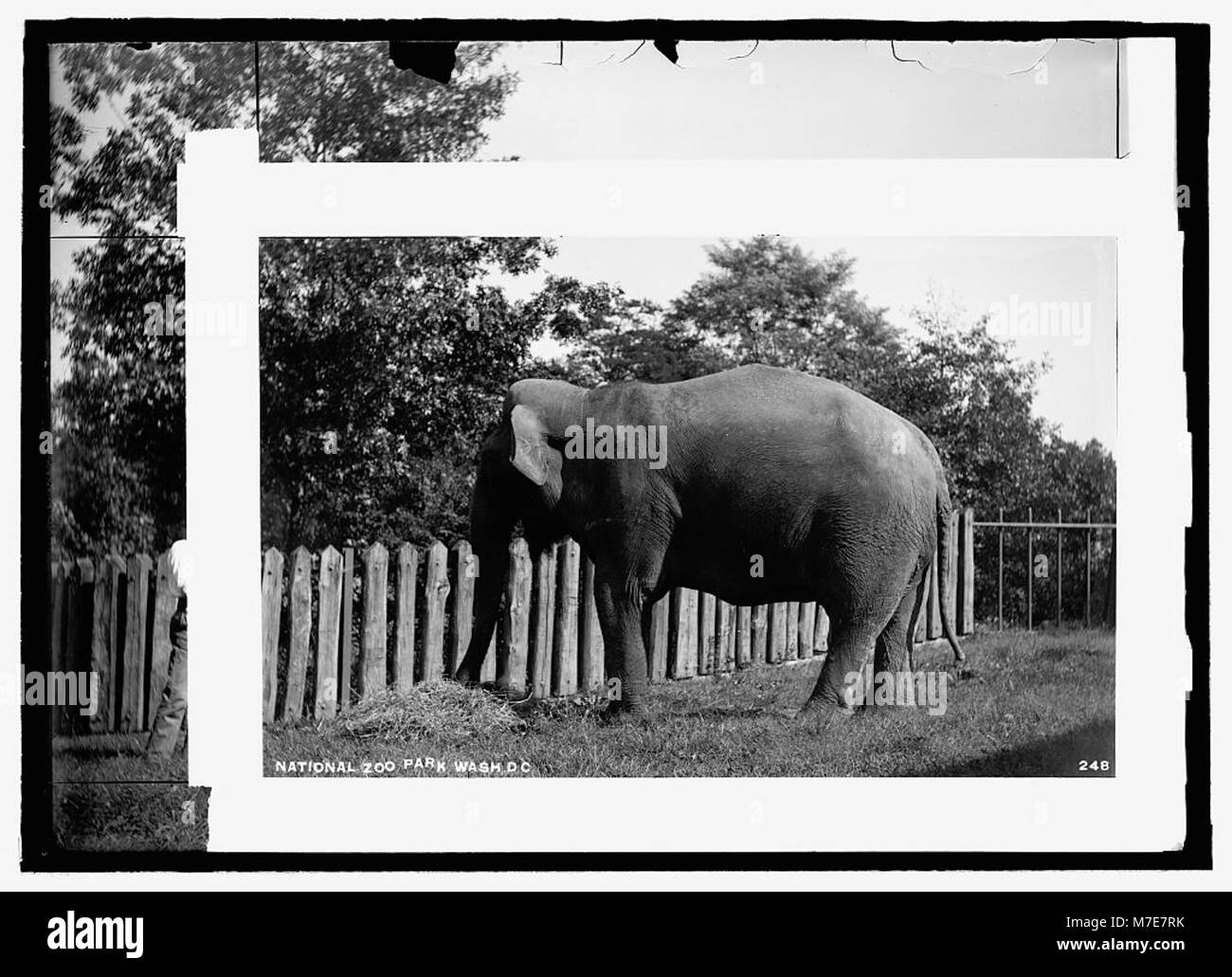 This image depicts an elephant at the National Zoo in Washington, D.C ...