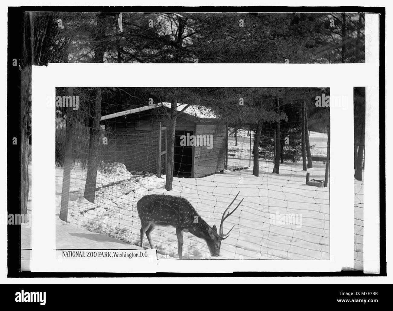 Photograph of deer at the National Zoo Park in Washington, D.C. The ...