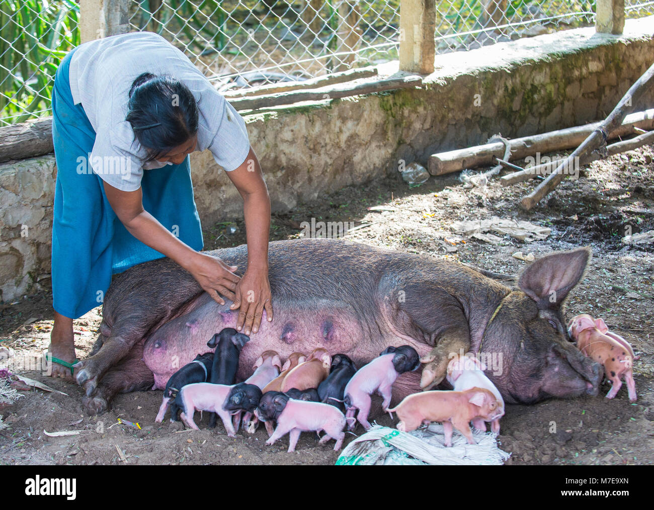 pig suckling piglets in a village near Bagan Myanmar Stock Photo - Alamy