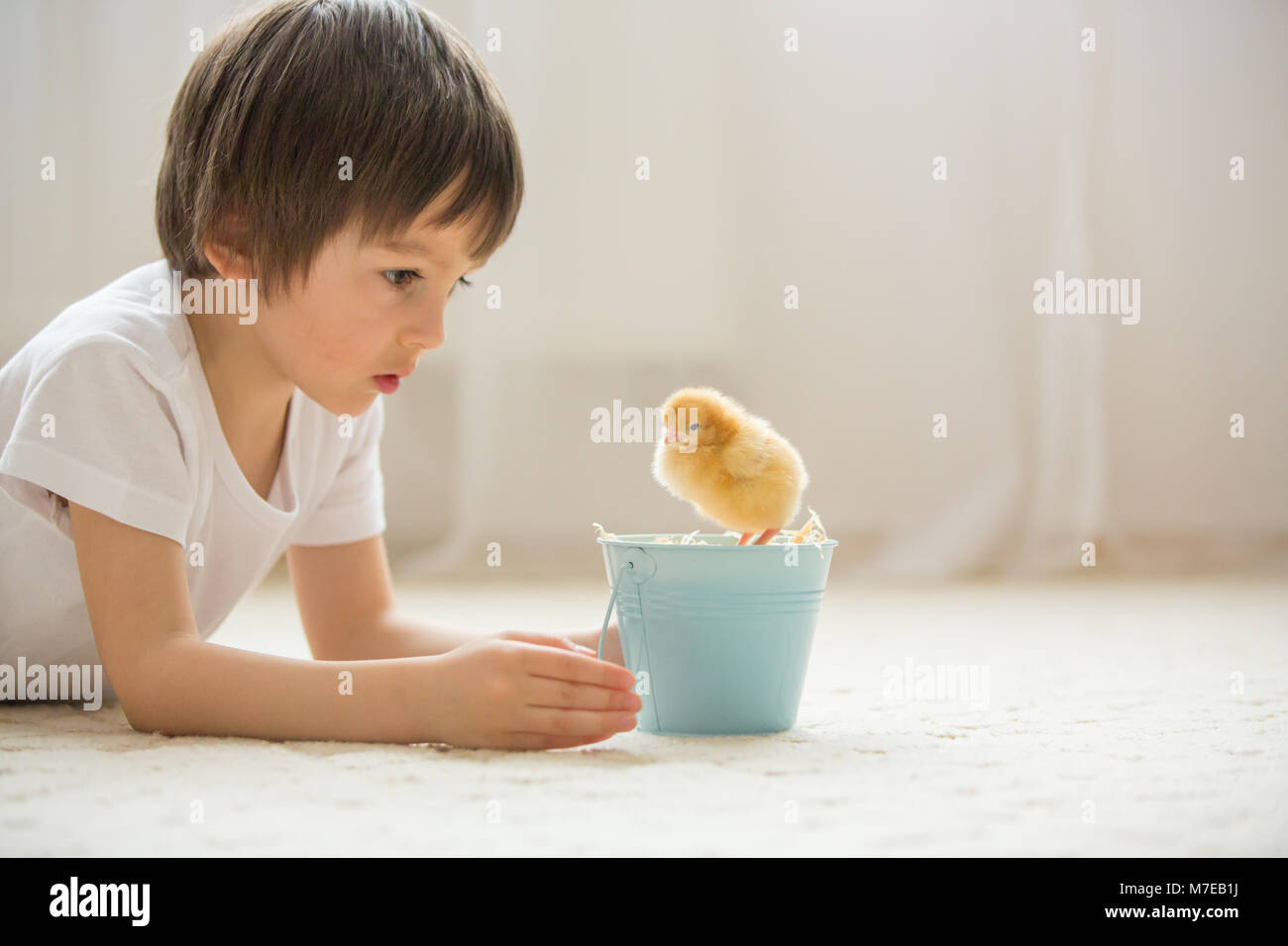 Cute sweet little child, preschcool boy, playing with little chicks at ...