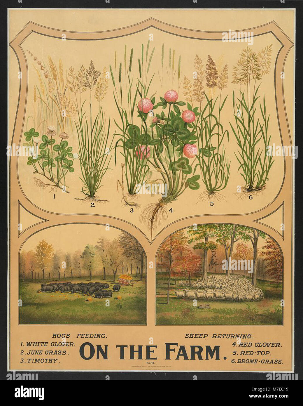 A photograph of farm life, capturing the rural environment and daily ...