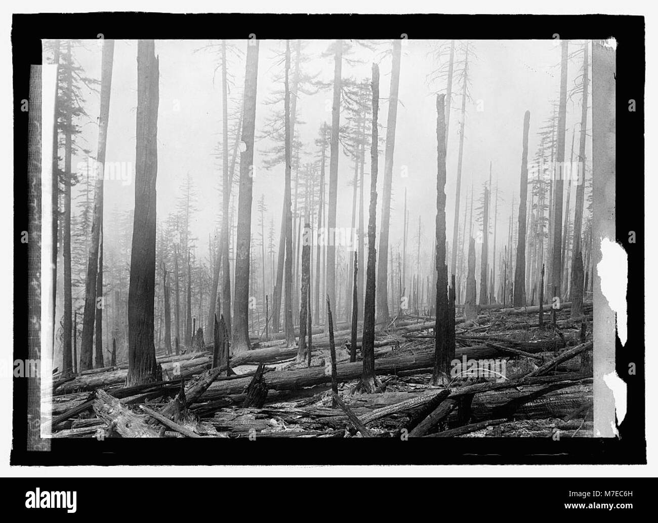 The Oregon National Forest, illustrating the impact of wildfire on the ...