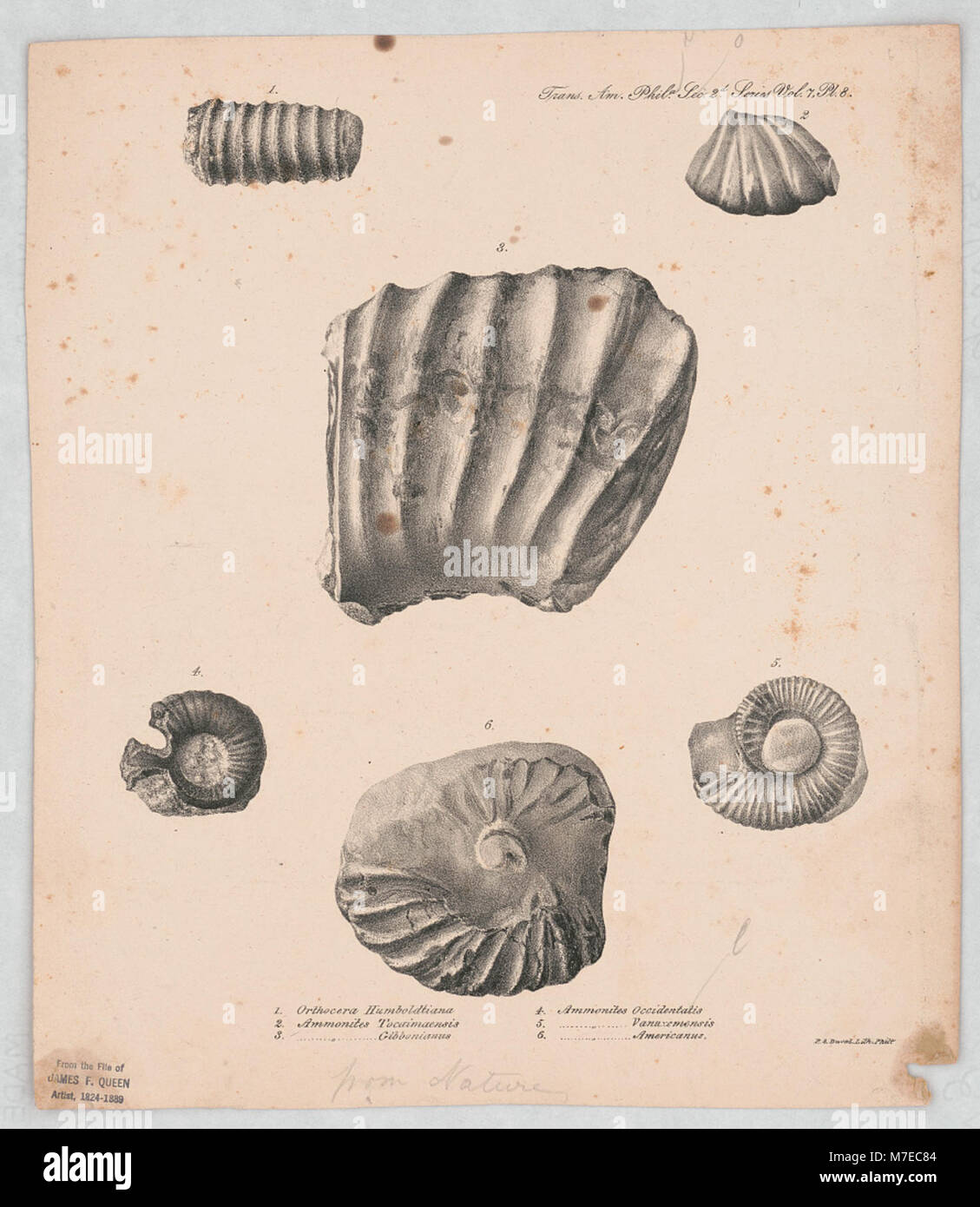 Extinct cephalopod hi-res stock photography and images - Alamy