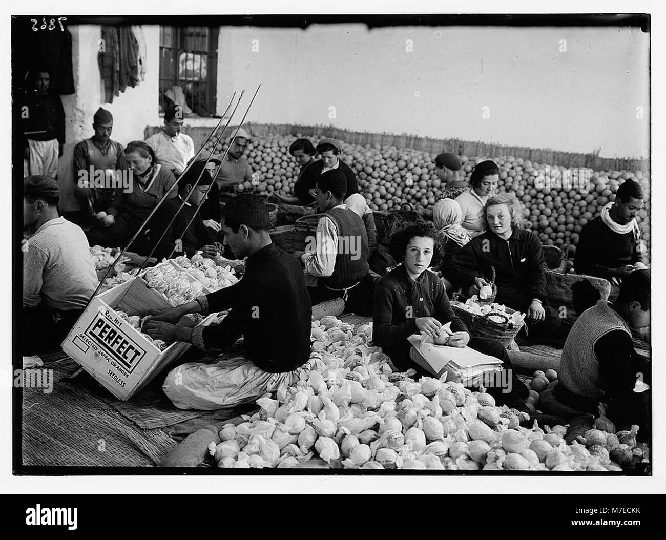 A photograph from Rehovoth showing Arabs and Jews working together to ...