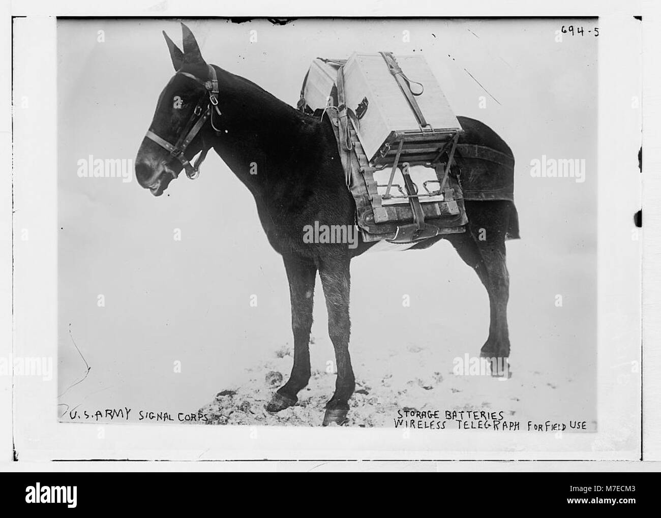 A pack mule from the U.S. Army Signal Corps, used to transport storage ...