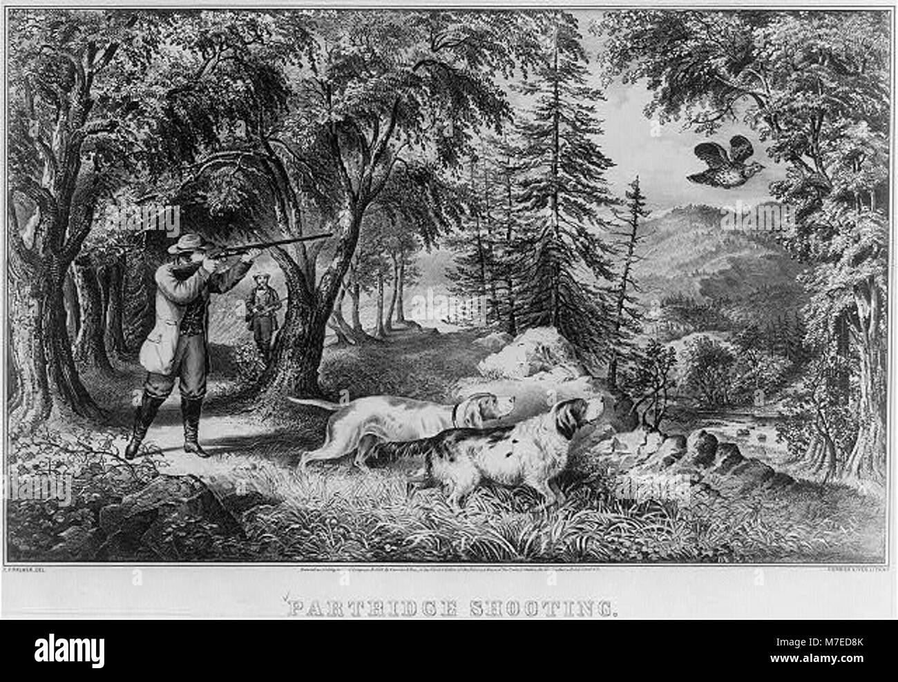 Partridge shooting LCCN2001700563 Stock Photo - Alamy