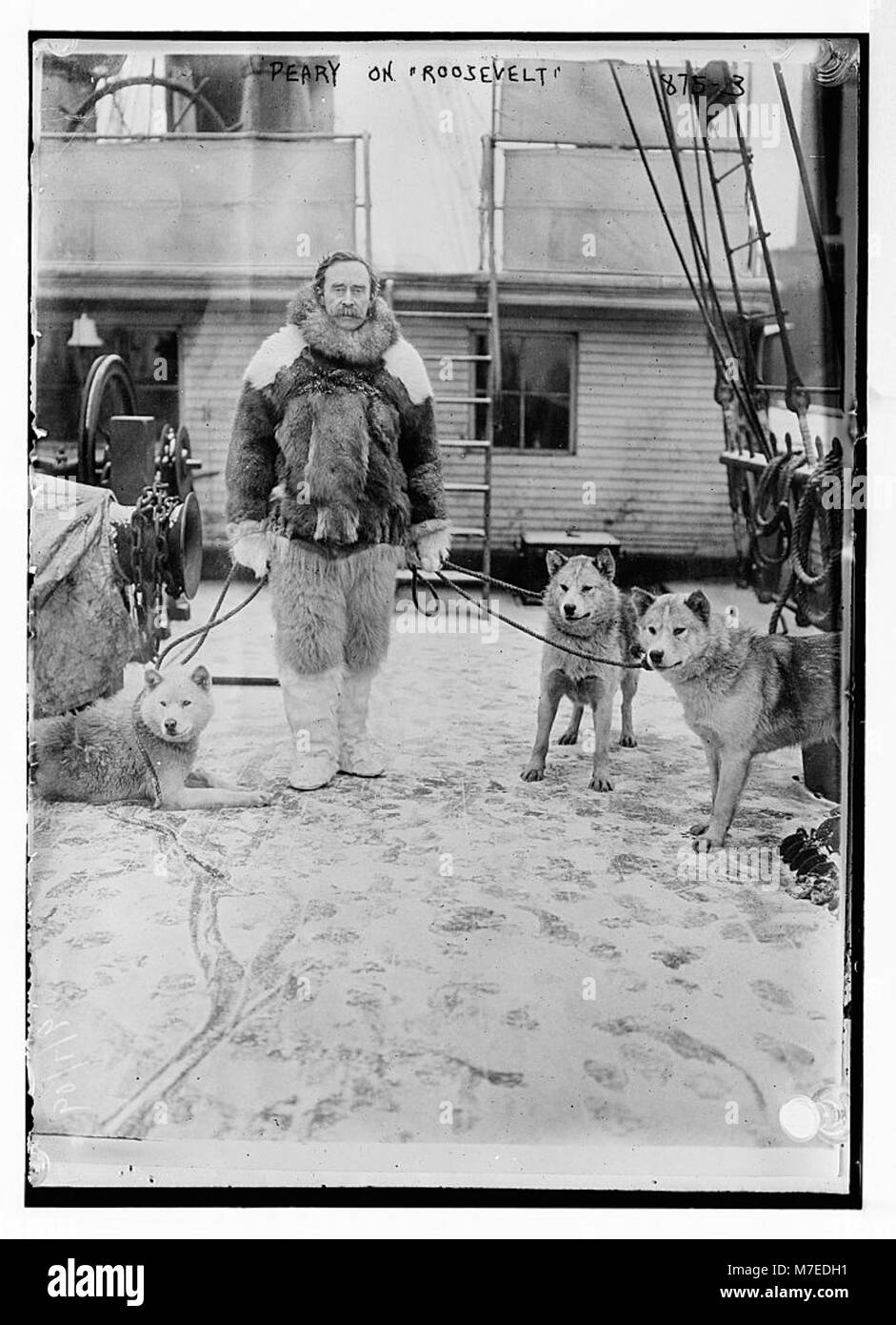 An image of Robert Peary, the famous explorer, with sled dogs aboard ...