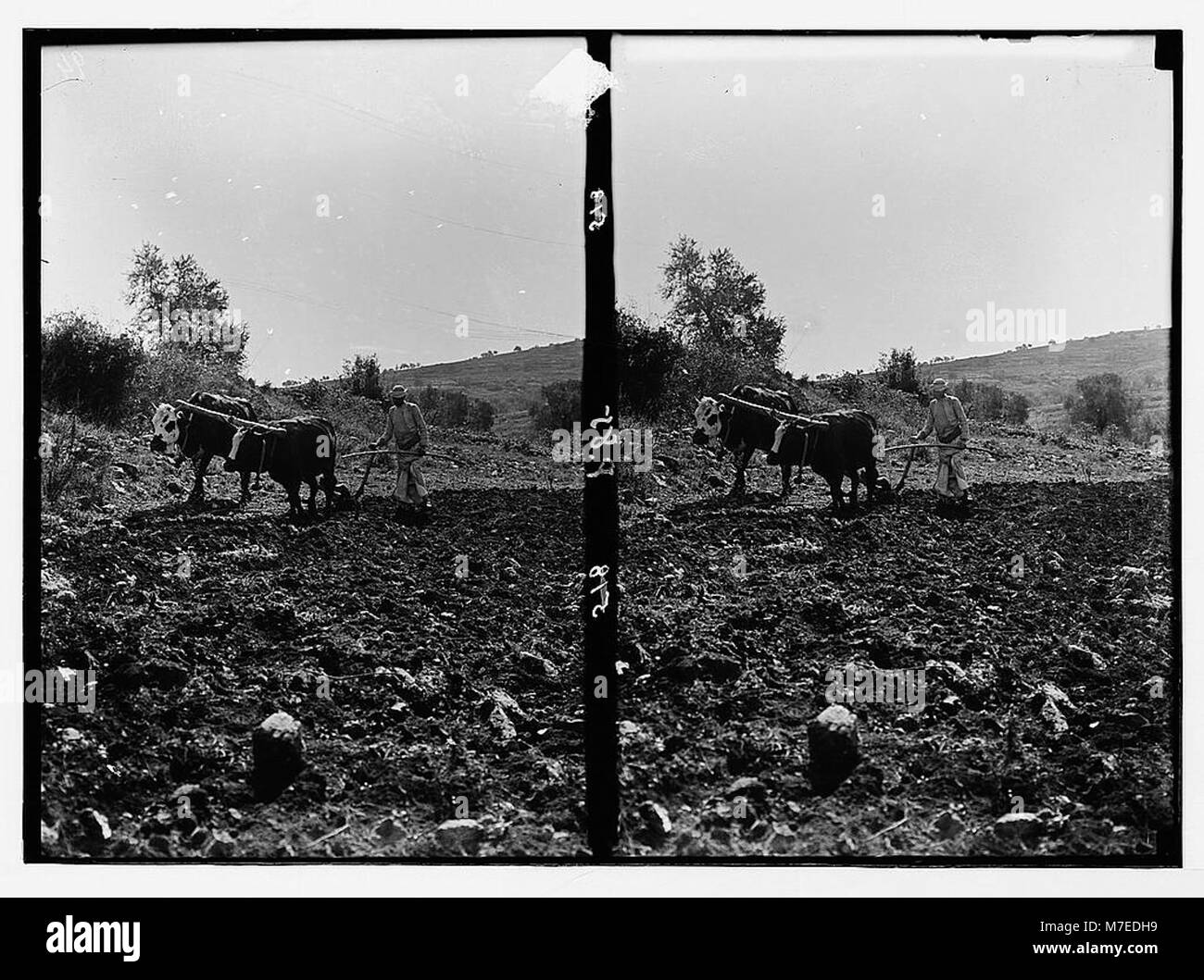 This image depicts peasant types engaging in plowing, using a yoke of ...