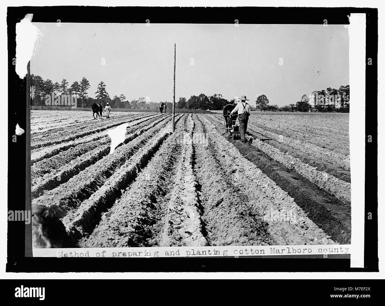This image depicts the agricultural process of cotton planting ...