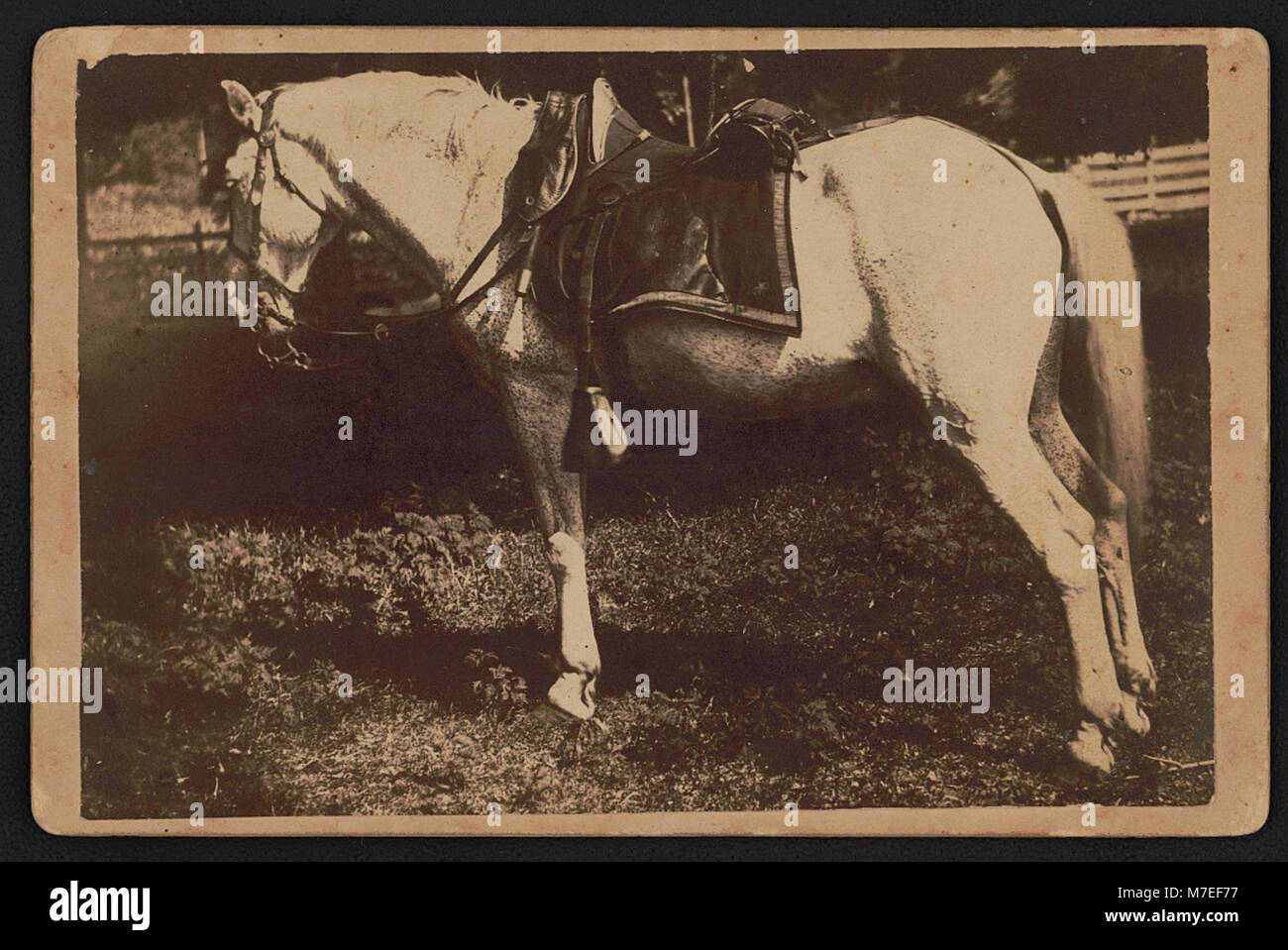 This image showcases 'Colonel,' a Union horse who survived 18 battles ...