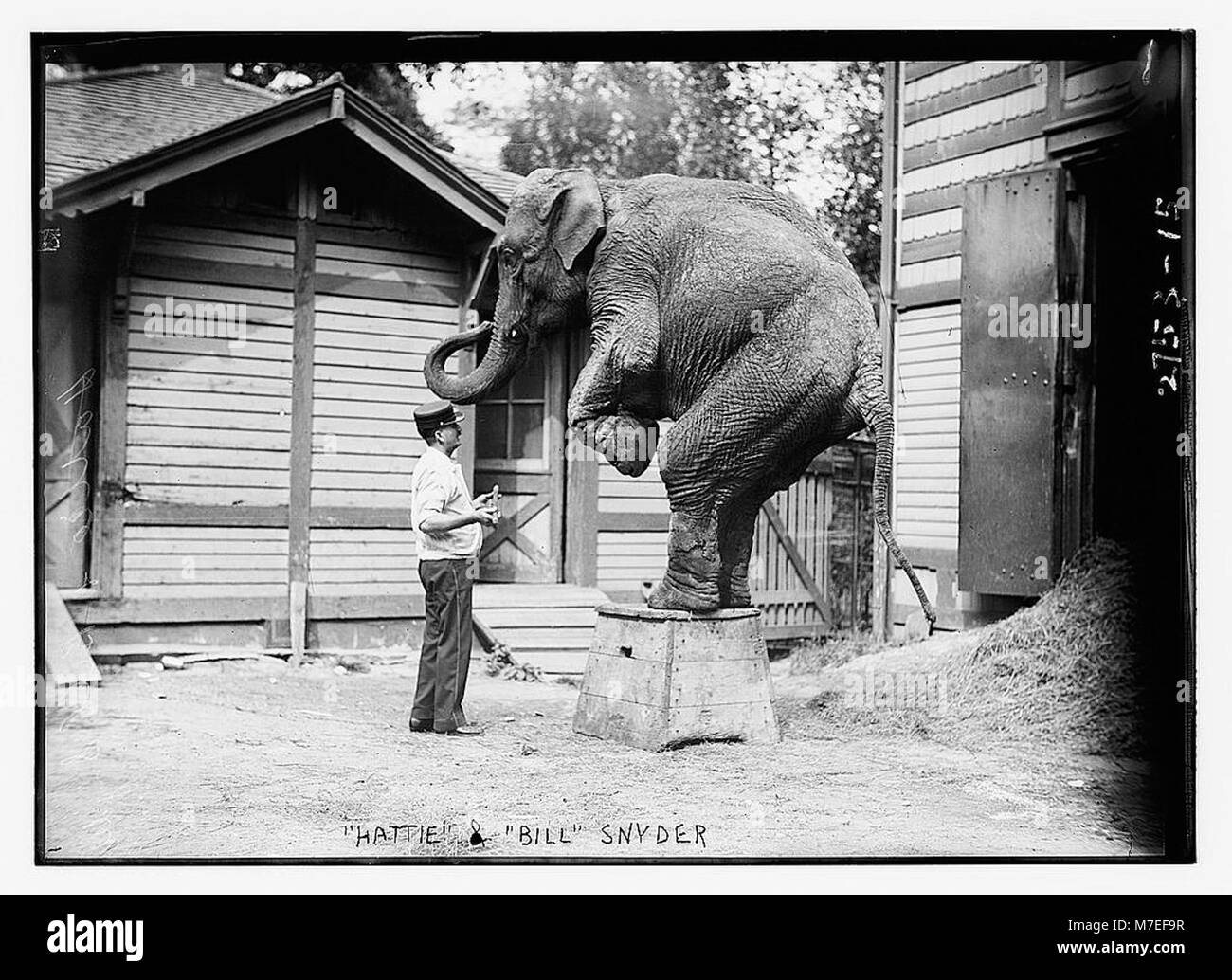 Animal trainer and elephant in circus Black and White Stock Photos ...