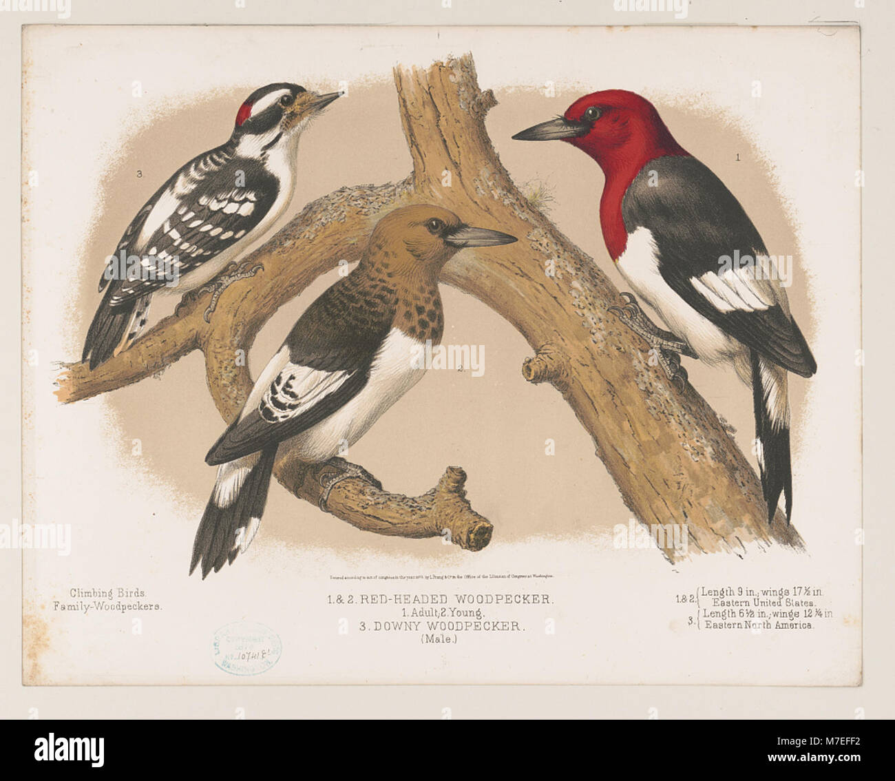 This image depicts the red-headed woodpecker in both adult and young ...