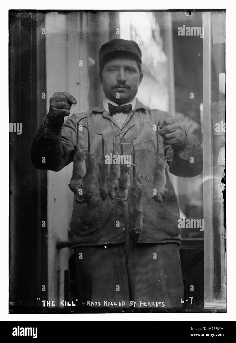 A photograph showing ferrets killing rats, demonstrating the use of ...