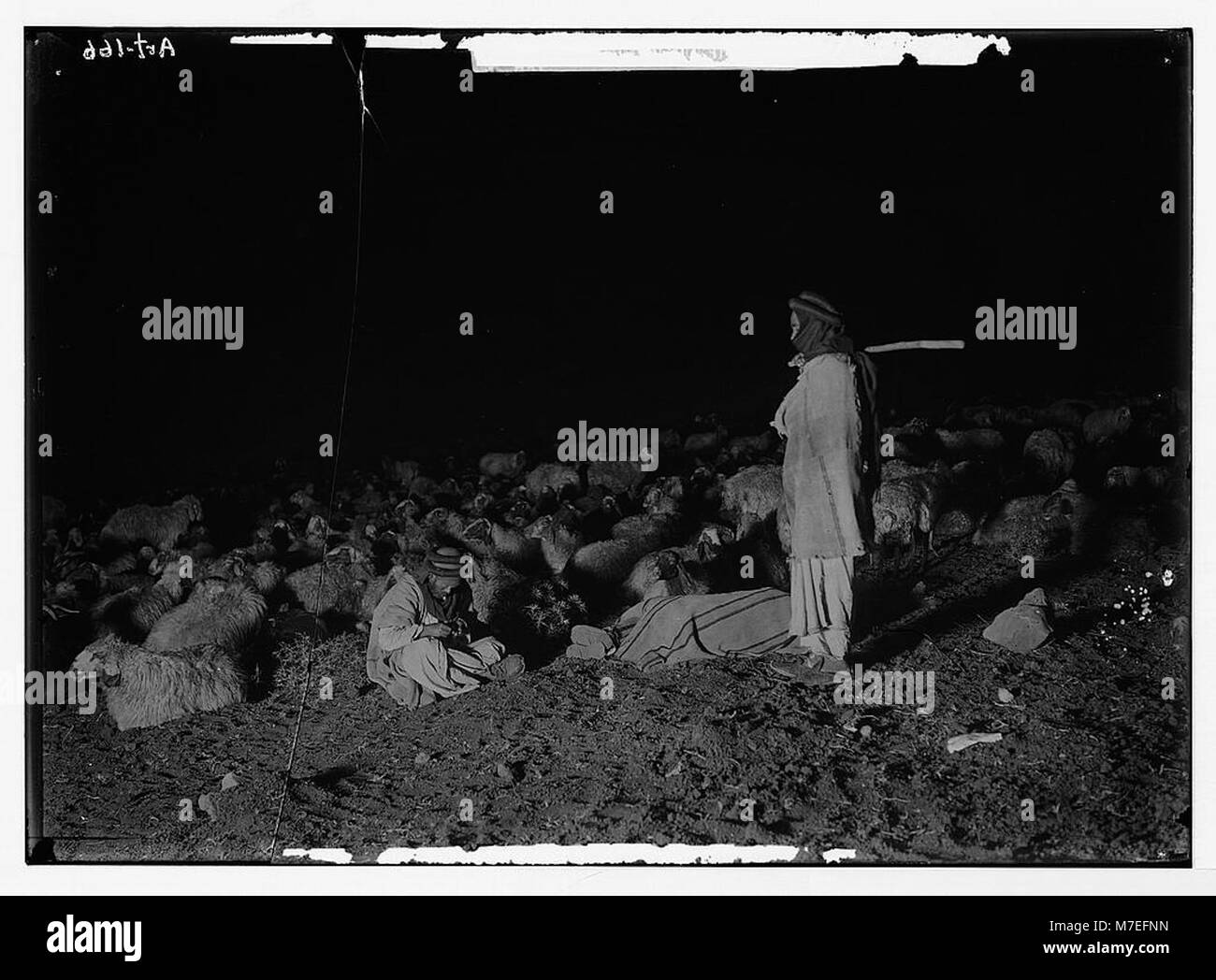 A peaceful image depicting flocks of birds or sheep being observed at ...