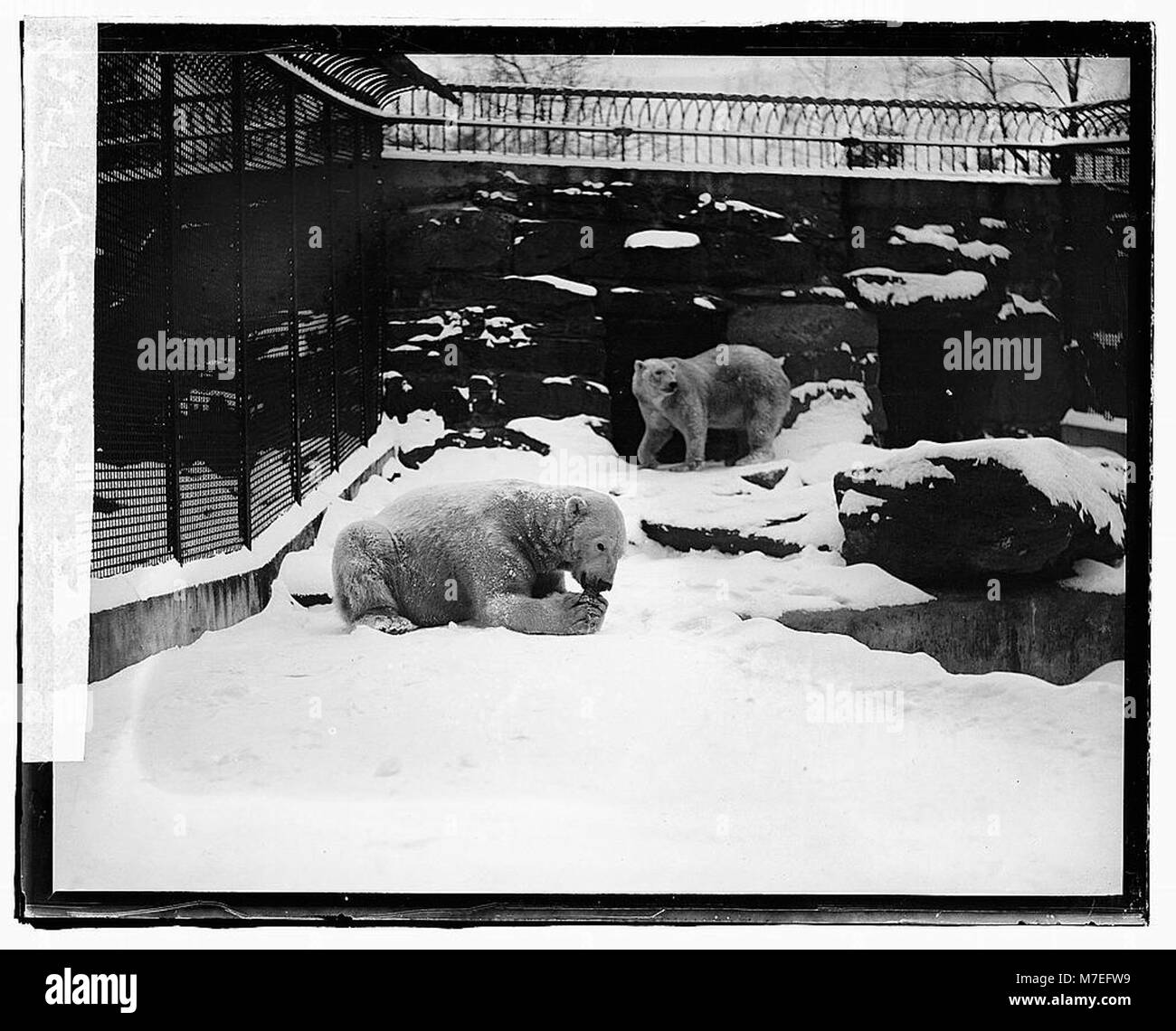 A photograph of a polar bear at a zoo, showcasing the animal in a ...