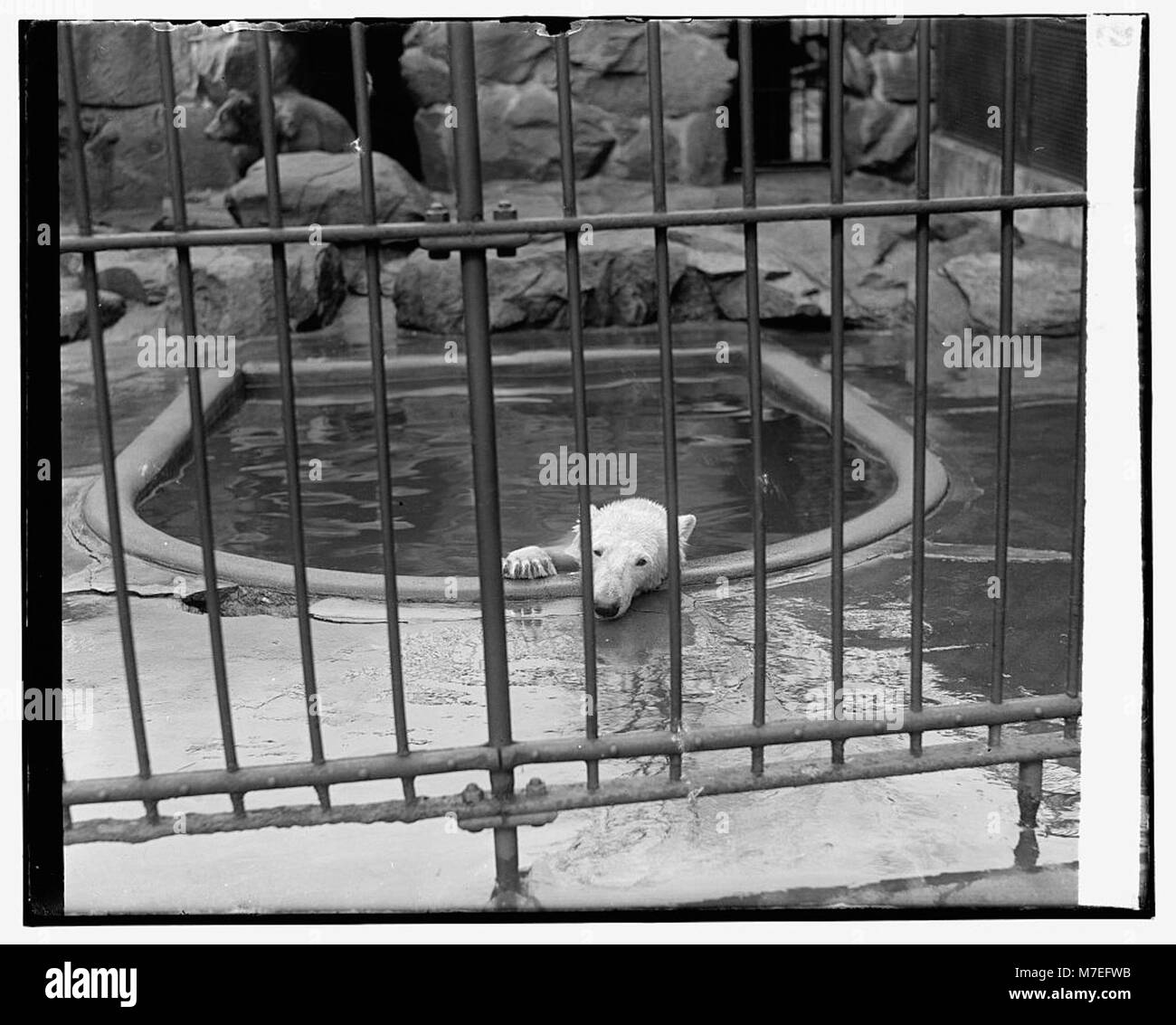 A polar bear is shown in a zoo environment, emphasizing the importance ...