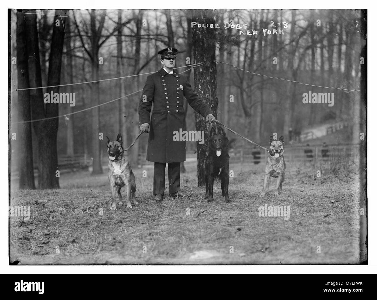 This image depicts a policeman in New York City with his police dogs ...
