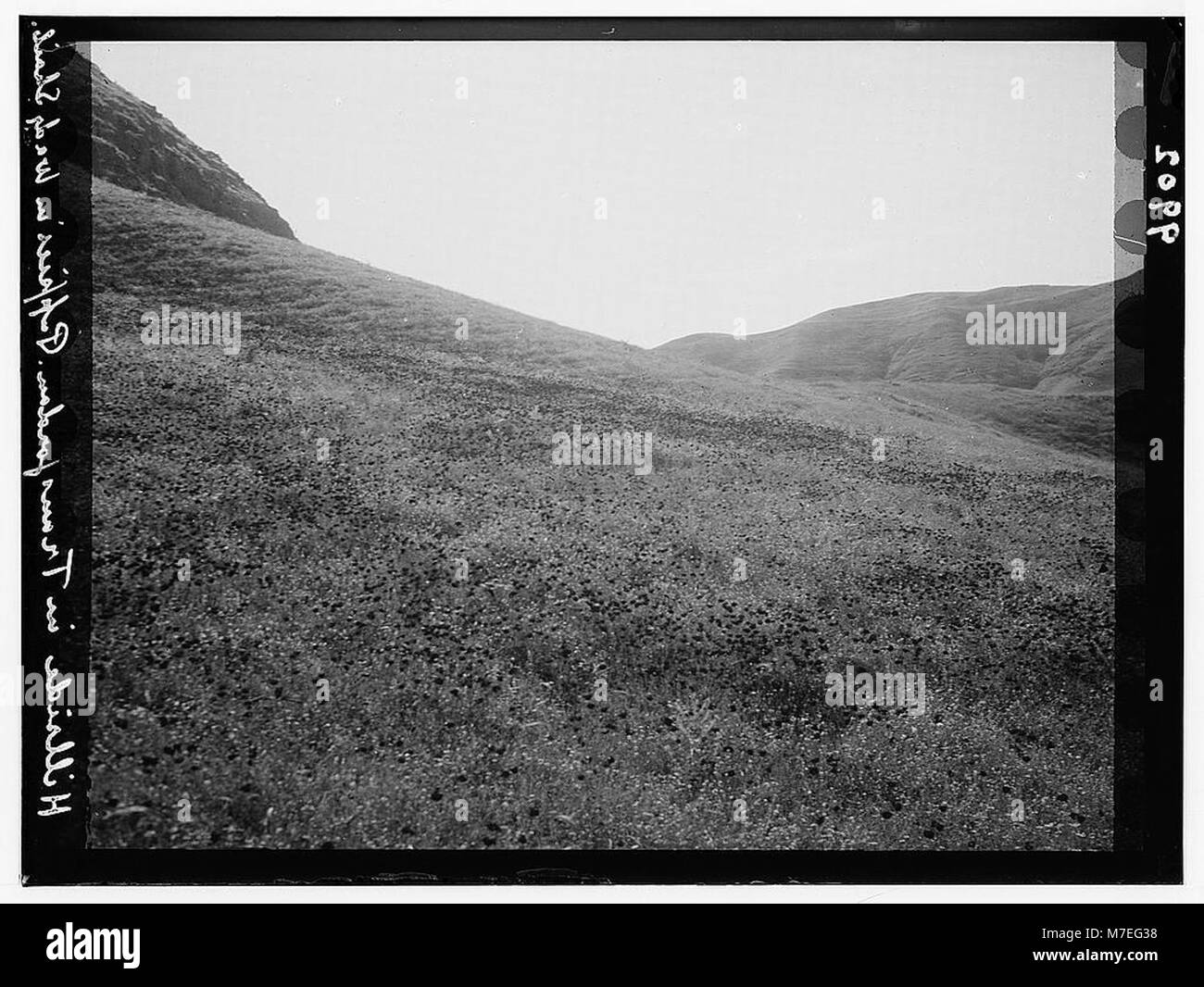 This photograph shows a vibrant poppy field in Trans-Jordan, near Amman ...