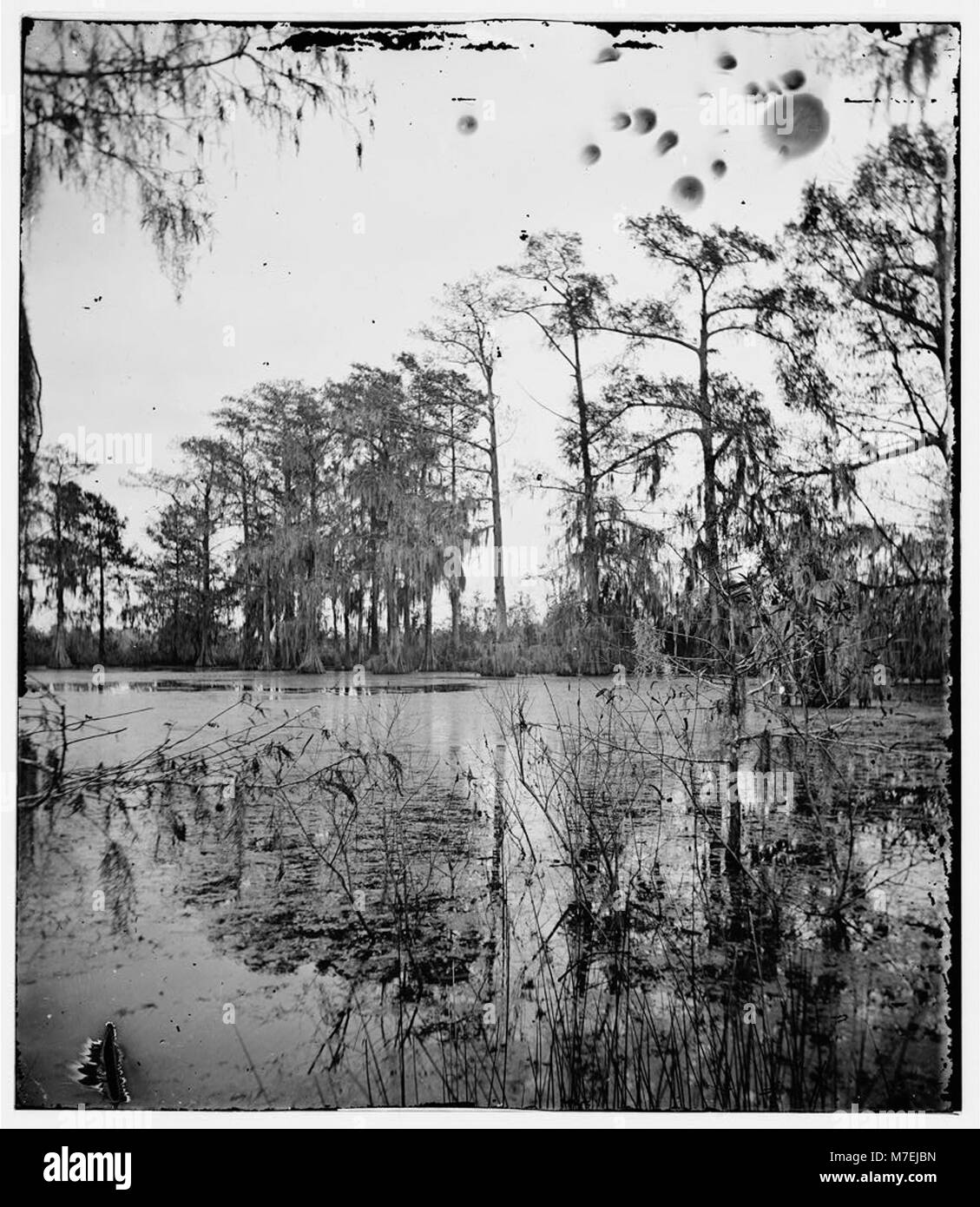 Port Royal Island, located in South Carolina, features a cypress swamp ...