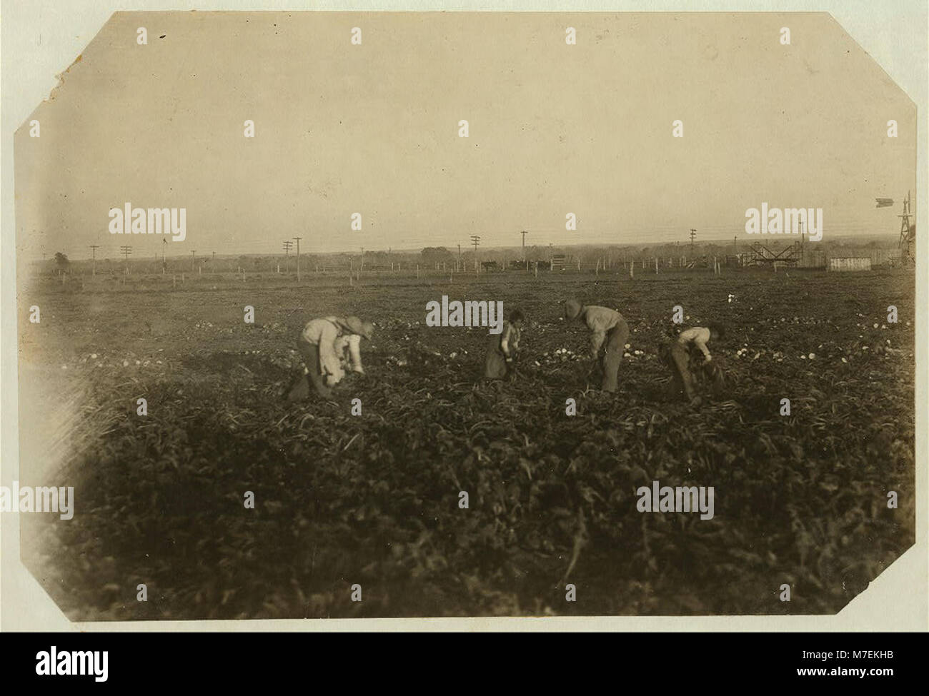 Pulling Beet High Resolution Stock Photography and Images - Alamy