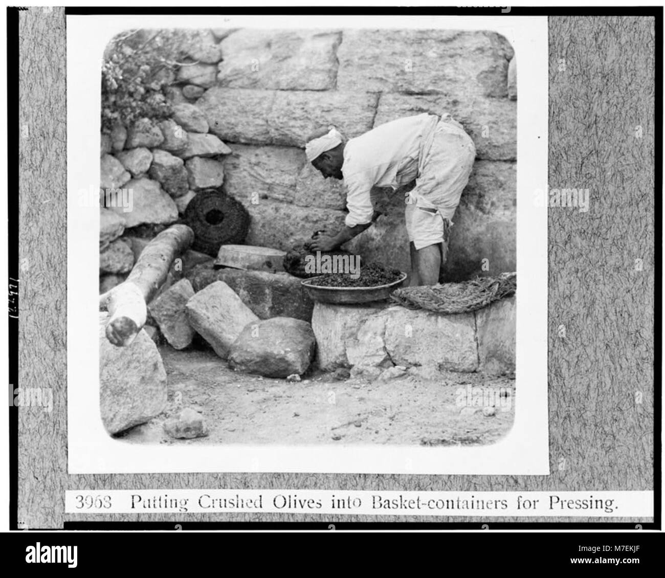 This image shows the process of putting crushed olives into basket ...