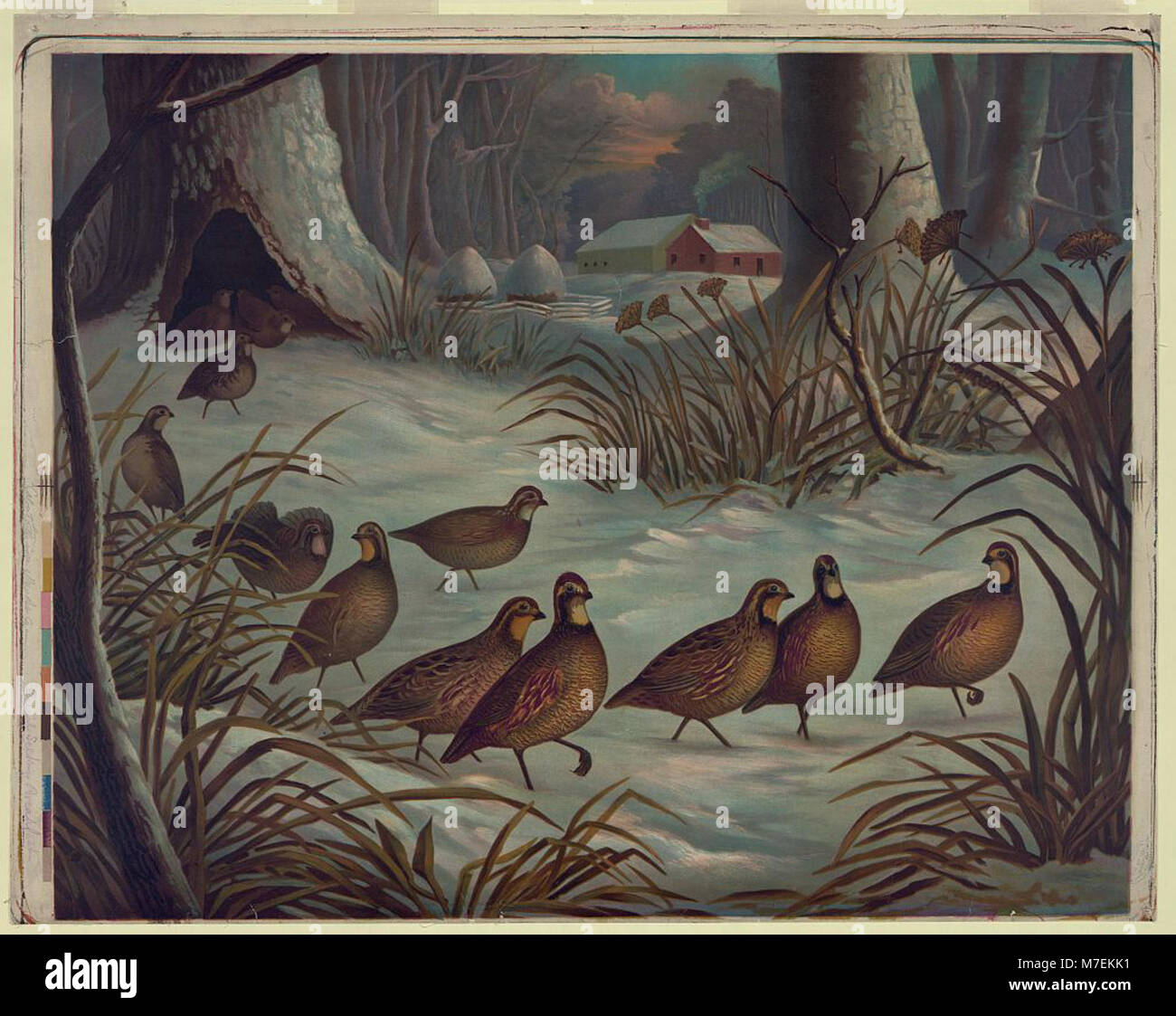 A quail is depicted foraging for breakfast, showcasing its natural ...