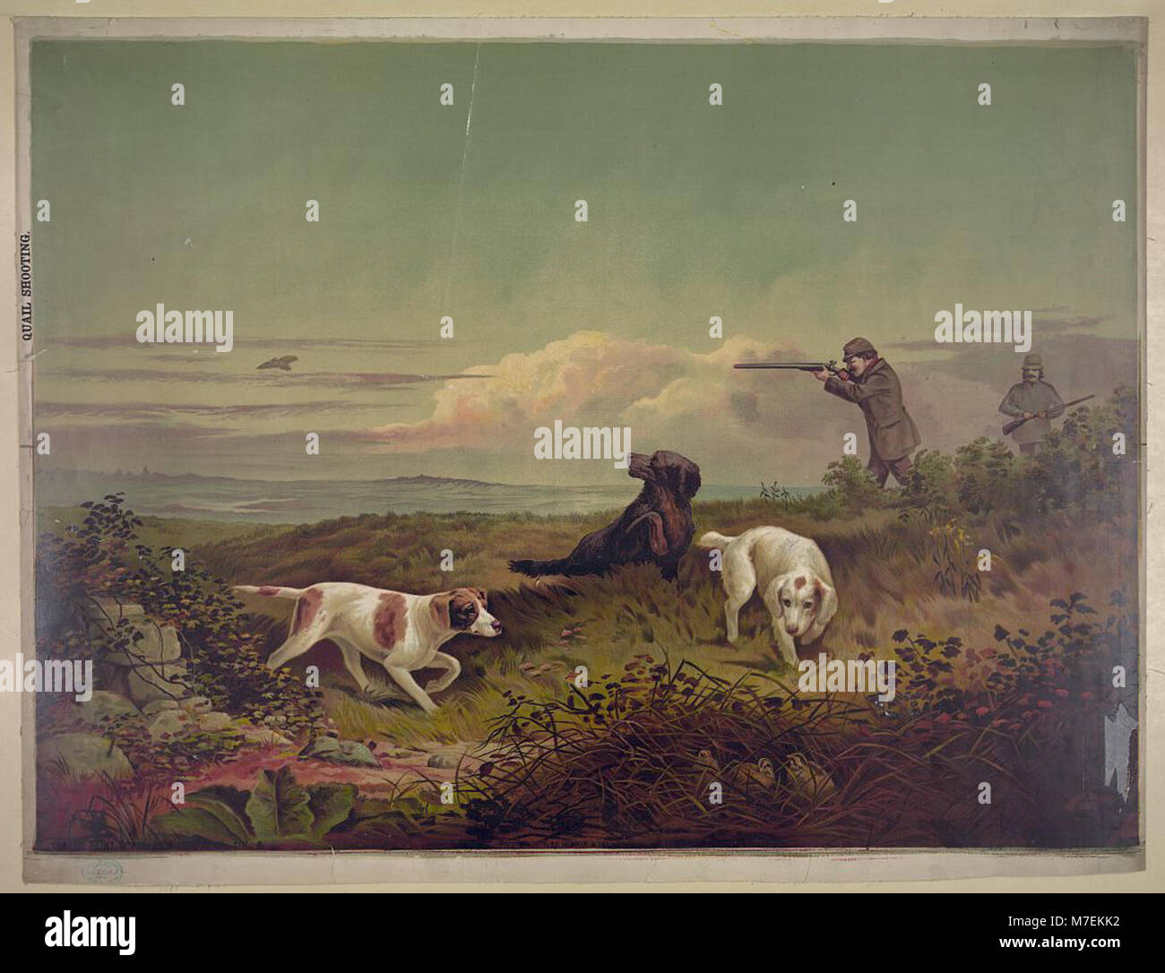A photograph of a quail shooting event, capturing the outdoor activity ...