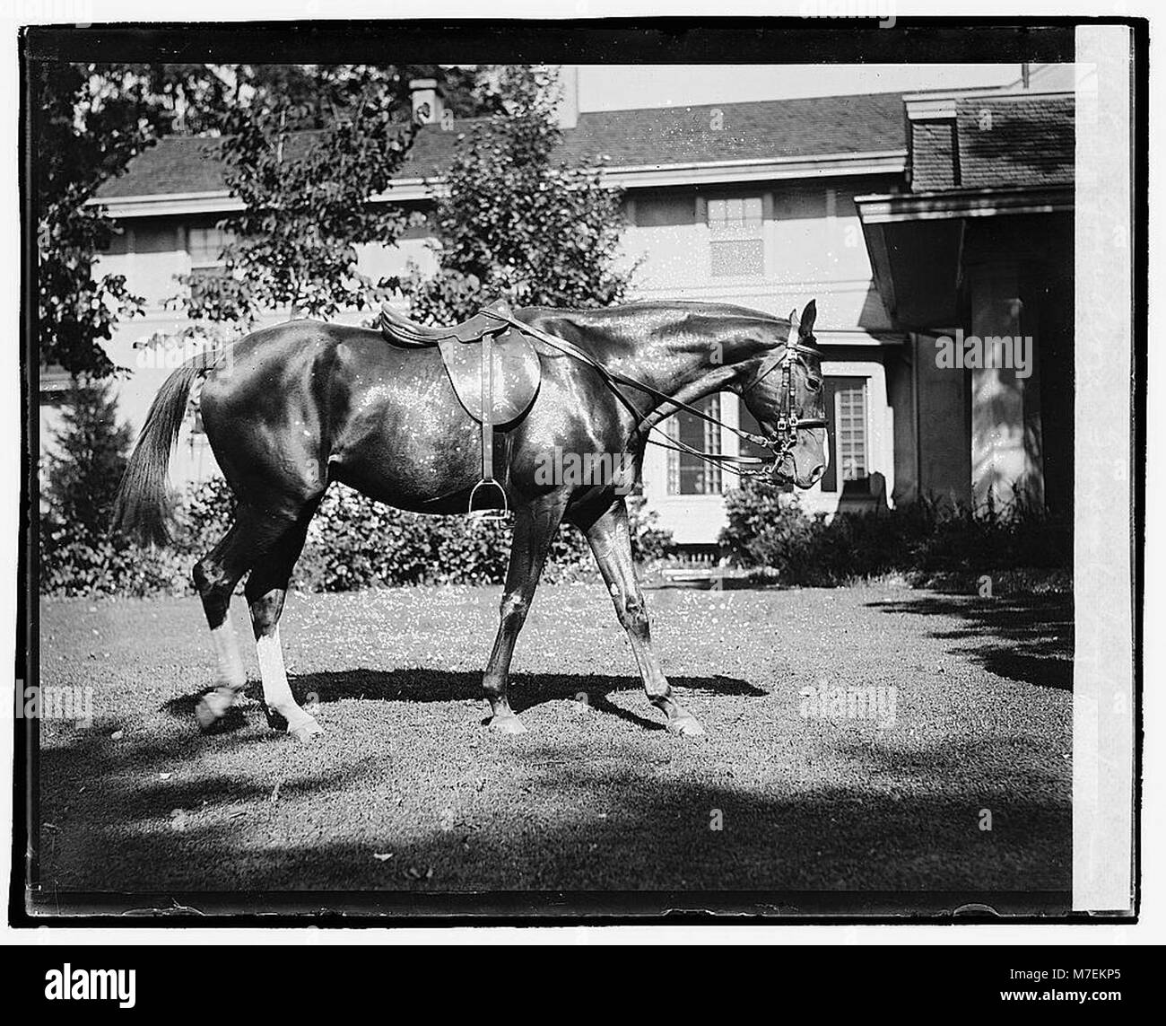 Quidron, the horse of General Pershing, is depicted in this image. The ...