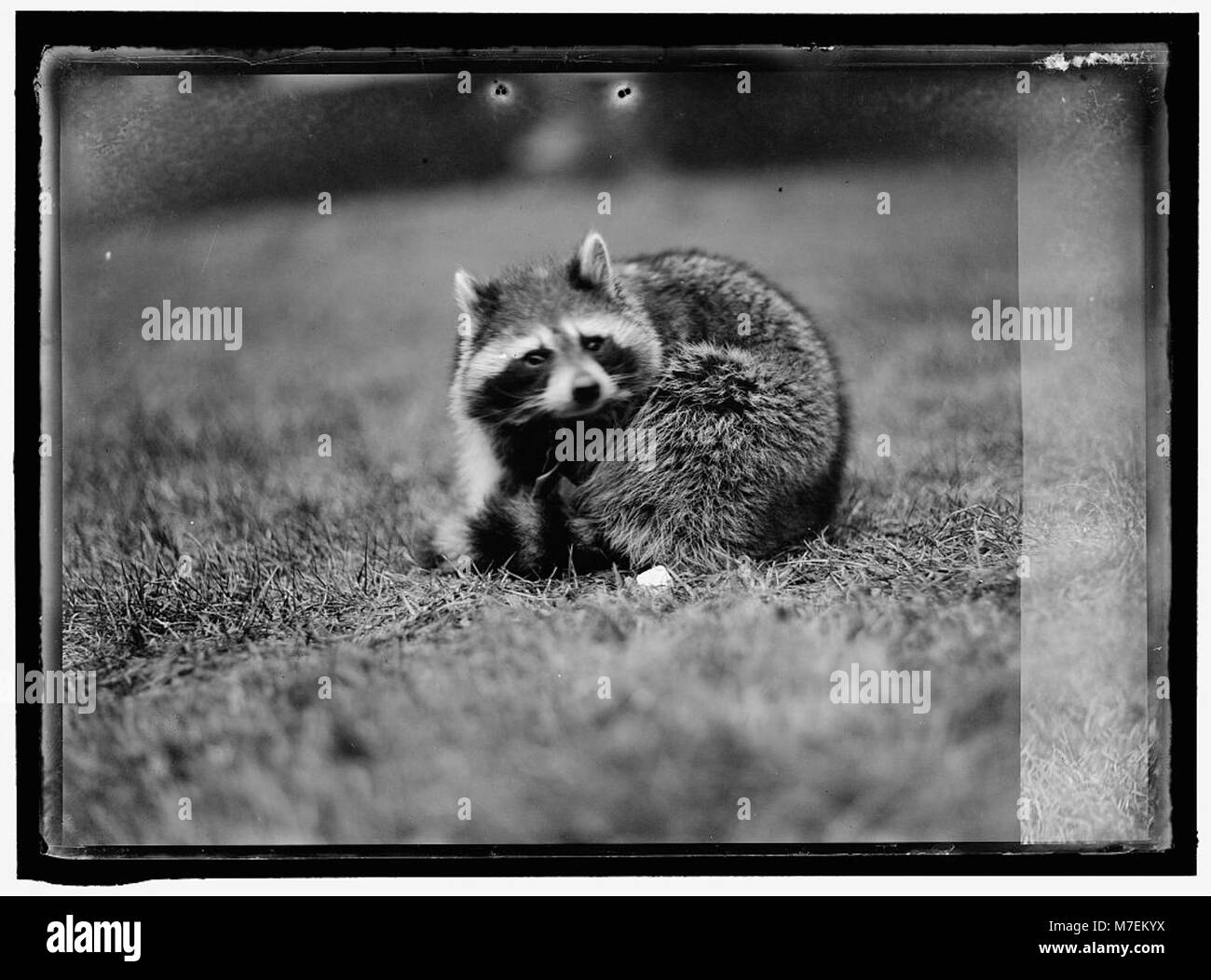 A detailed photograph of a raccoon, a common nocturnal mammal known for ...