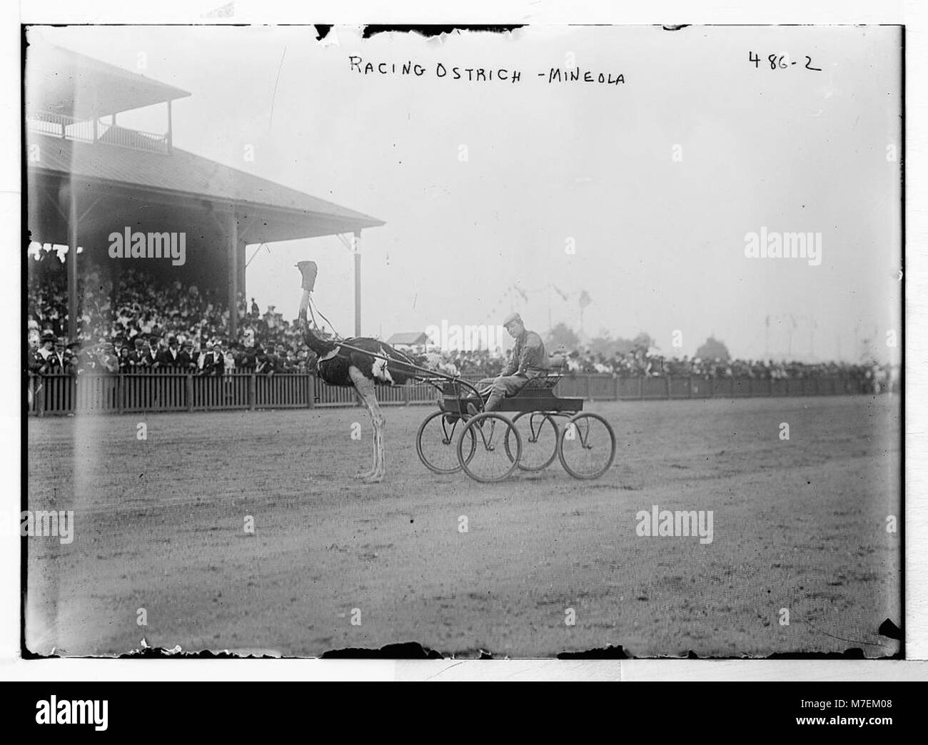 A racing ostrich in Mineola, depicted in an action shot, showcasing the ...