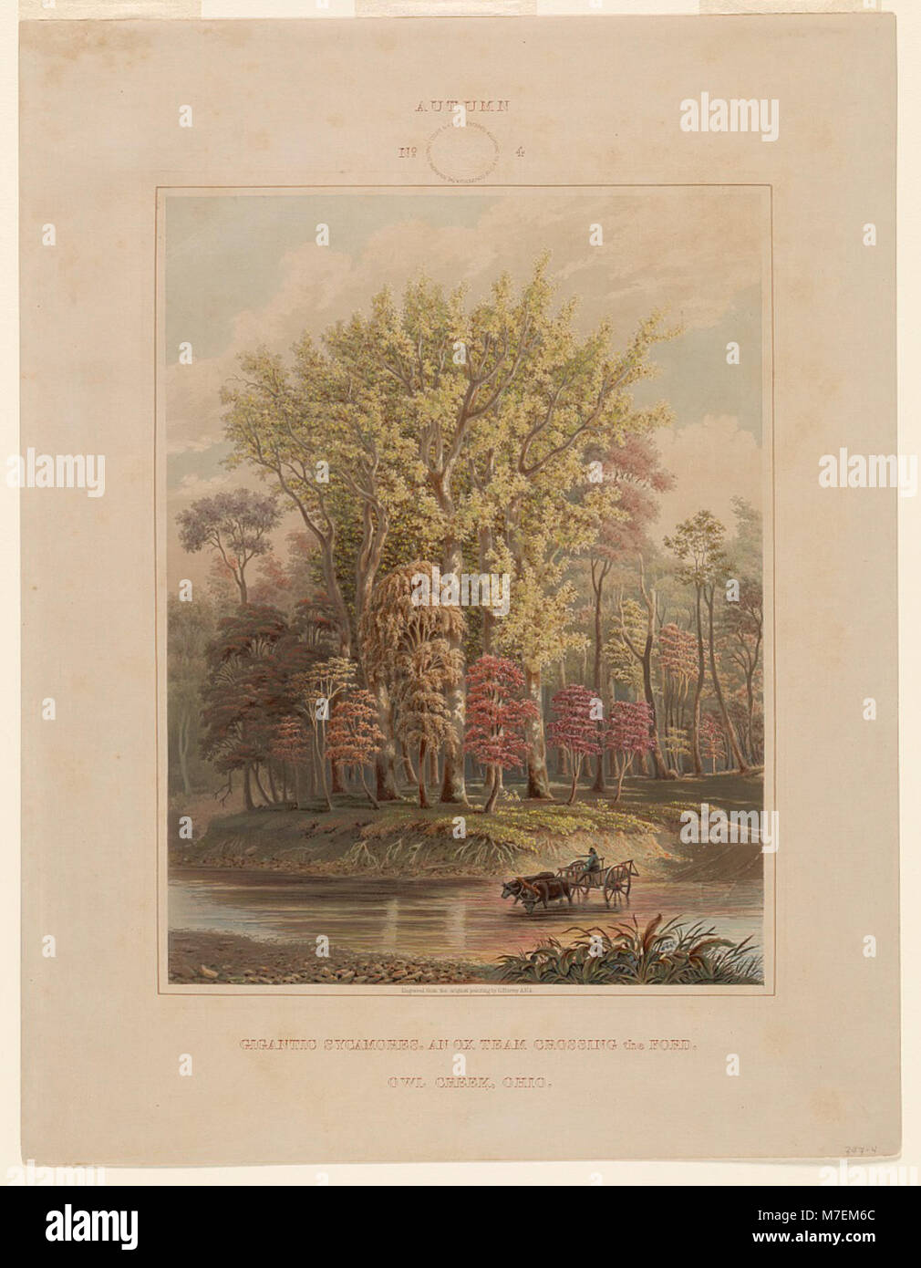 An autumnal scene featuring large sycamore trees, capturing the colors ...