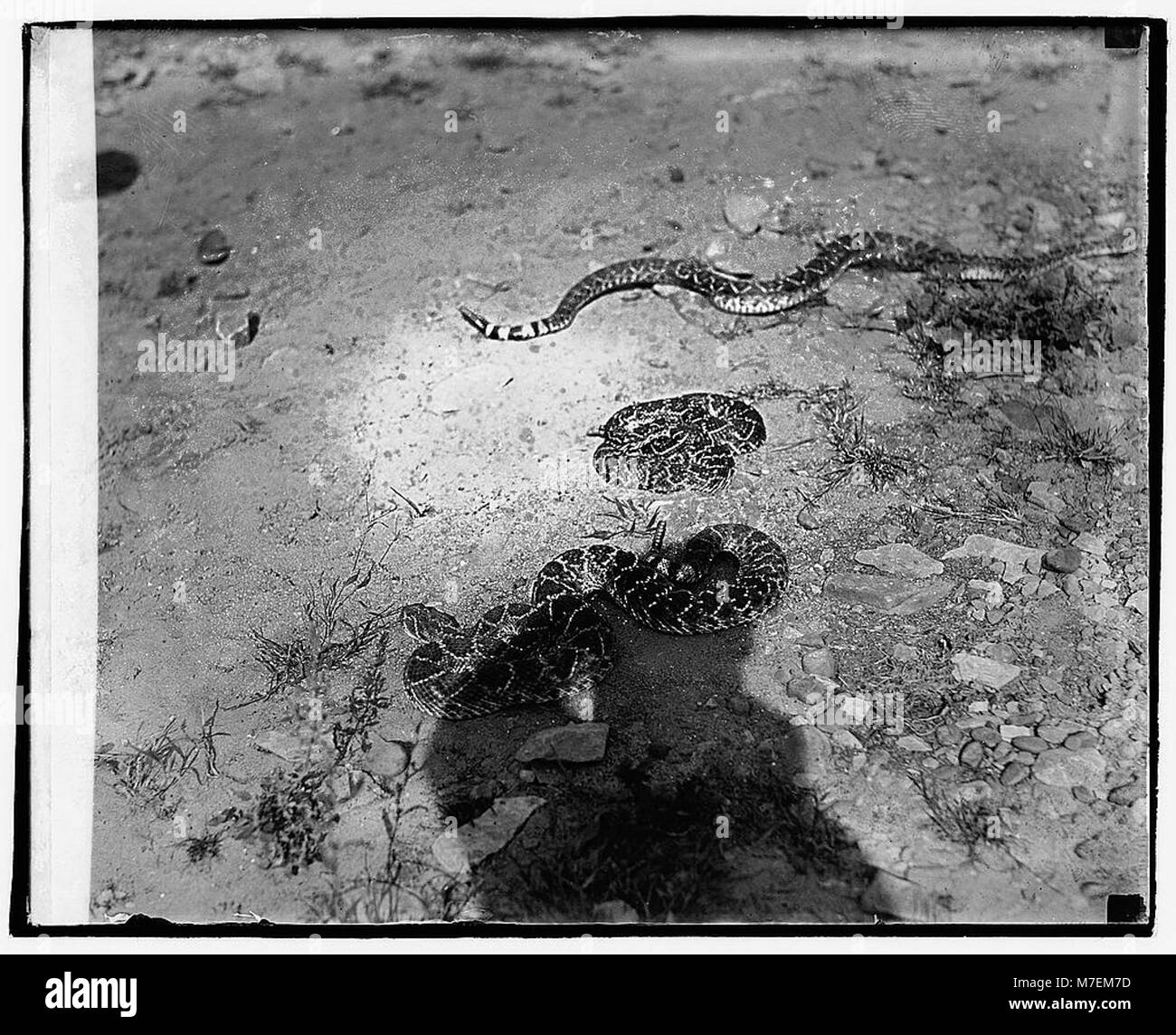 Rattlesnakes illustration hi-res stock photography and images - Alamy