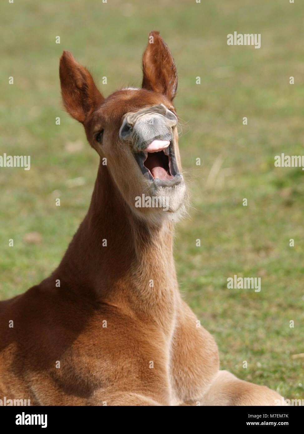 A pretty chestnut foal opens its mouth as if laughing Stock Photo - Alamy