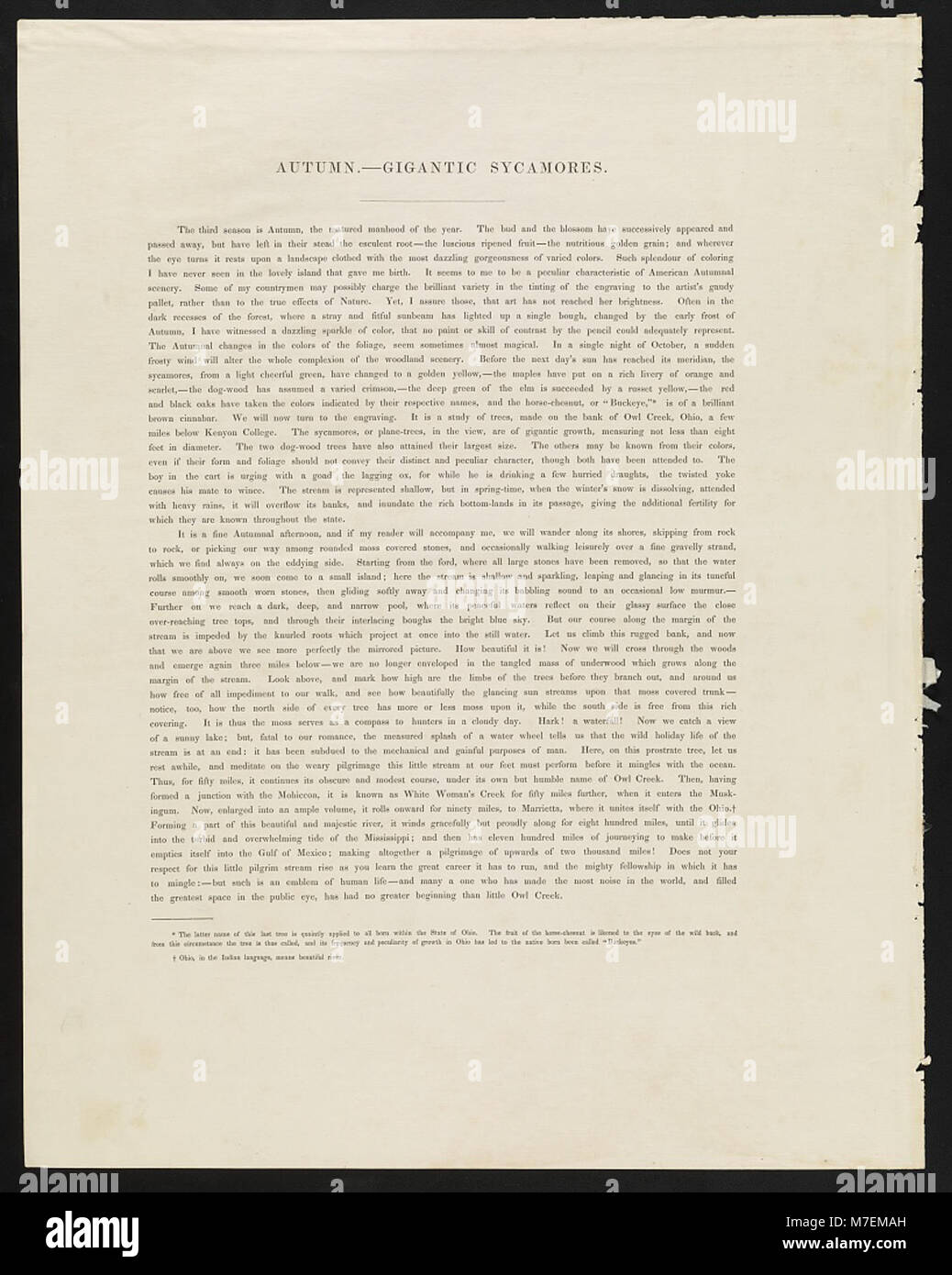 A scenic autumn view of giant sycamore trees along Owl Creek in Ohio ...