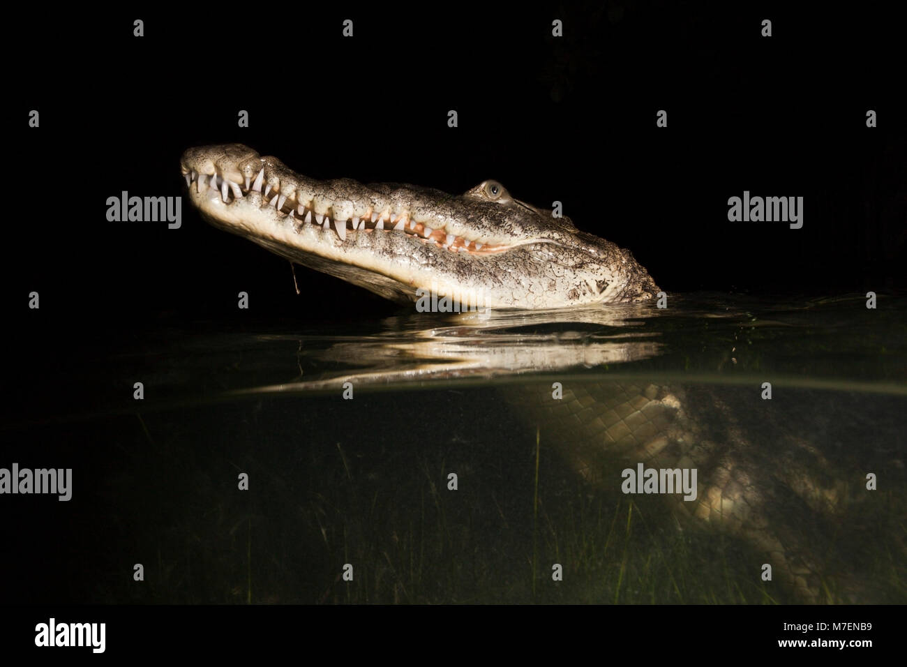 Morelets Crocodile hunting at Night, Crocodylus moreletii, Cancun ...