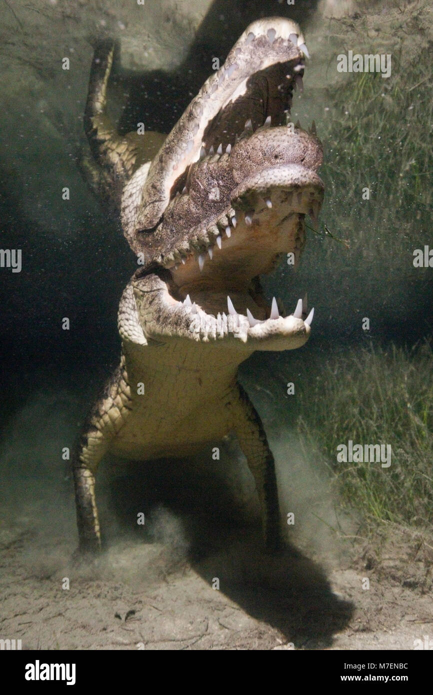 Morelets Crocodile hunting at Night, Crocodylus moreletii, Cancun ...