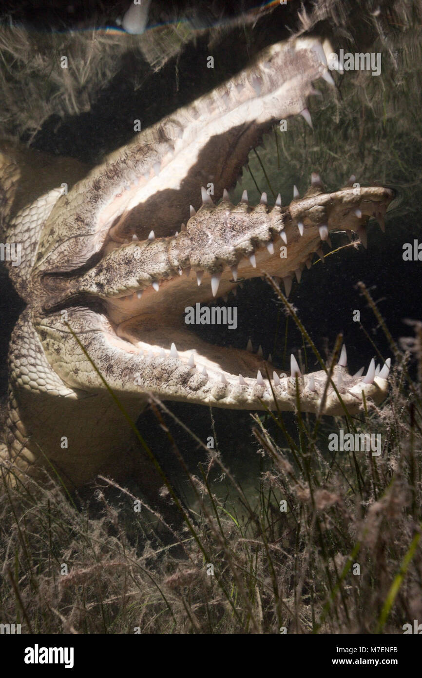 Morelets Crocodile hunting at Night, Crocodylus moreletii, Cancun ...