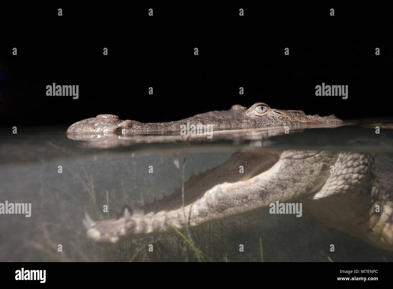 Morelets Crocodile hunting at Night, Crocodylus moreletii, Cancun ...