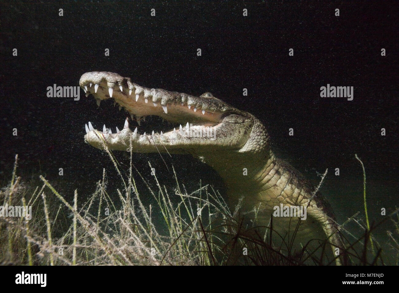 Morelets Crocodile hunting at Night, Crocodylus moreletii, Cancun ...